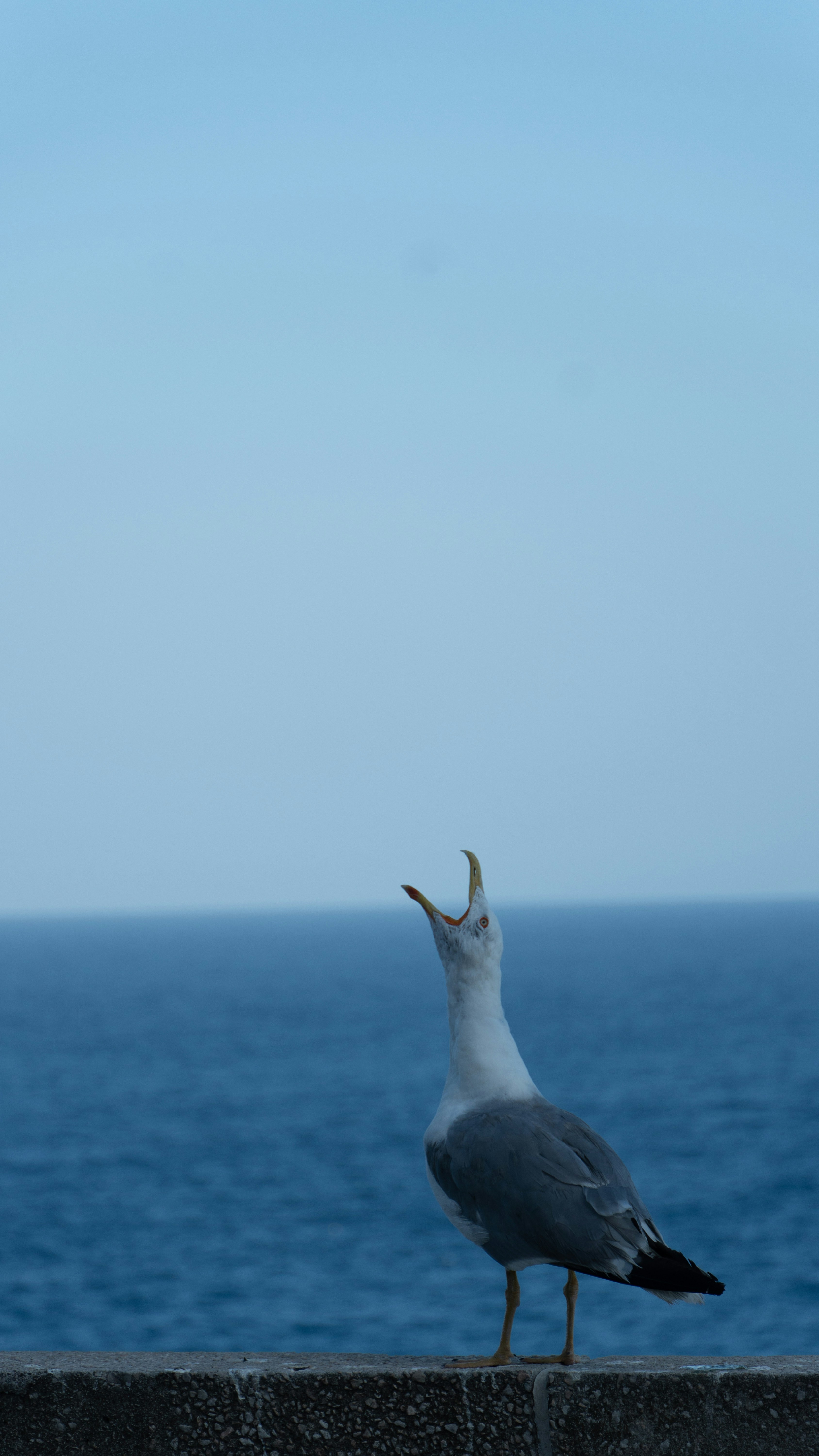 Seagull Serenade by the Shoreline