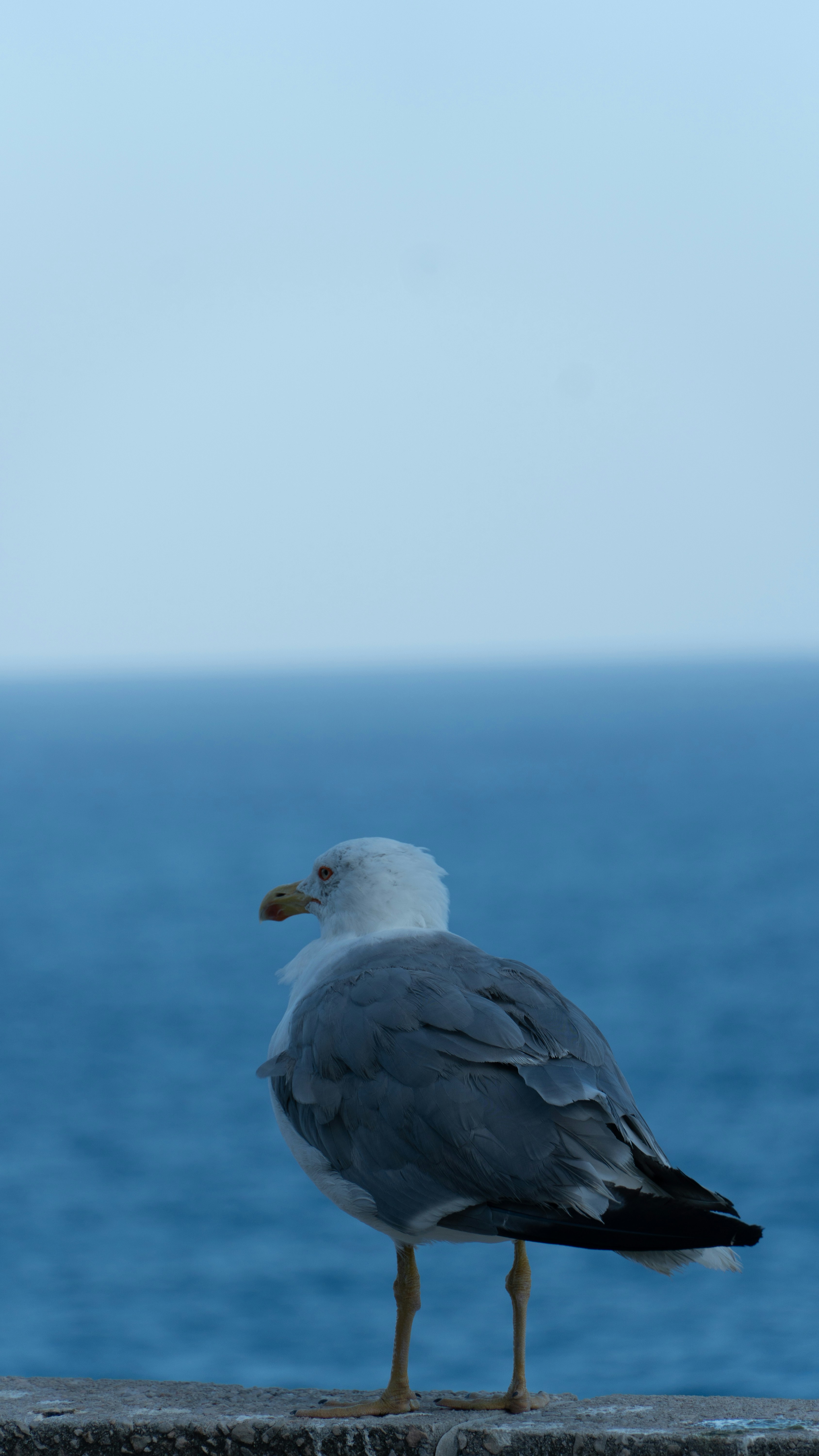 Seagull standing on a wall with ocean background.