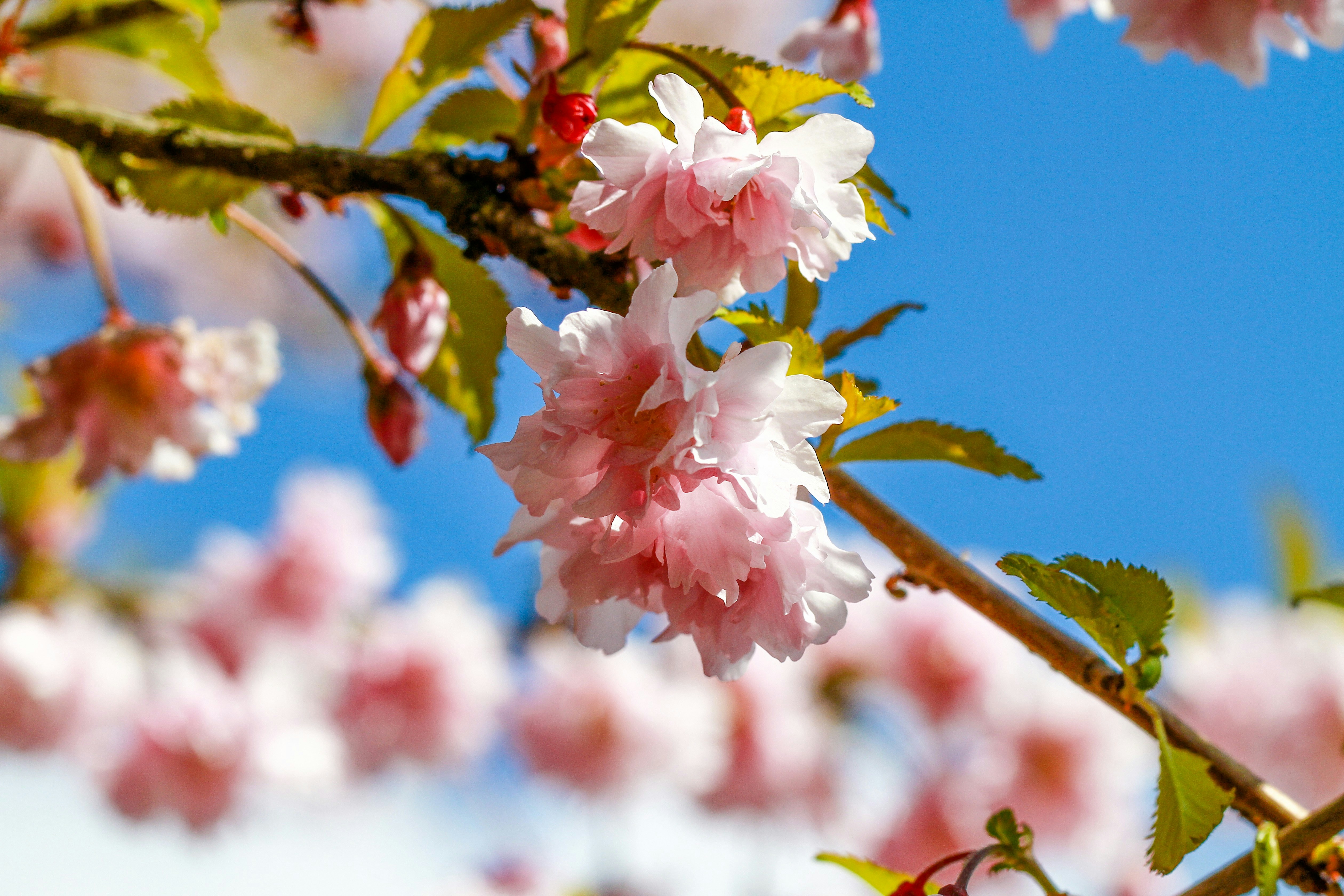 Rosafarbene Blüten auf einem Baum, im Hintergrund blauer Himmel | Delicate pink cherry blossoms bloom against a bright blue sky.