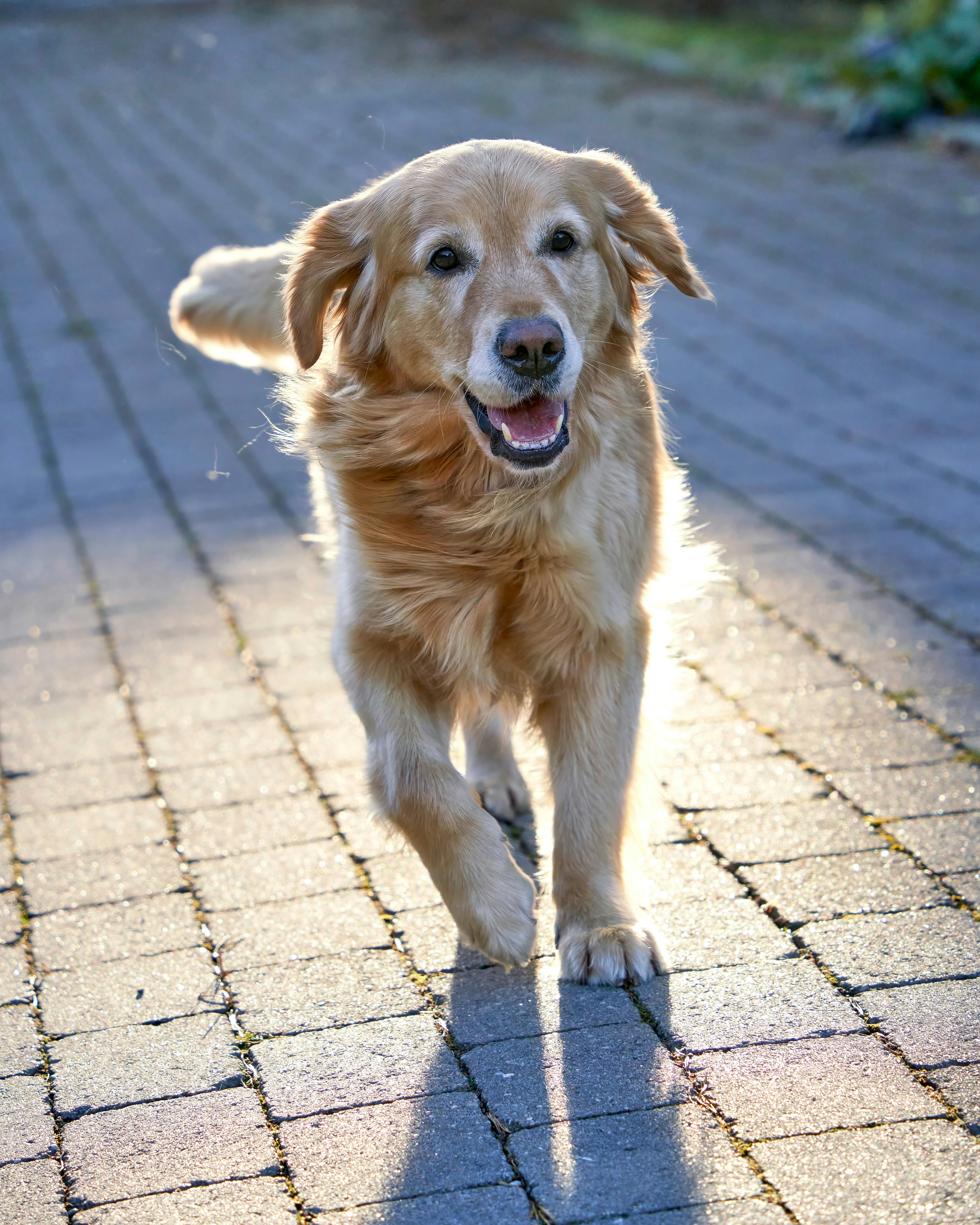 Happy female European golden retriever is running on the pavement in strong backlight | A happy golden retriever dog running on a paved path.