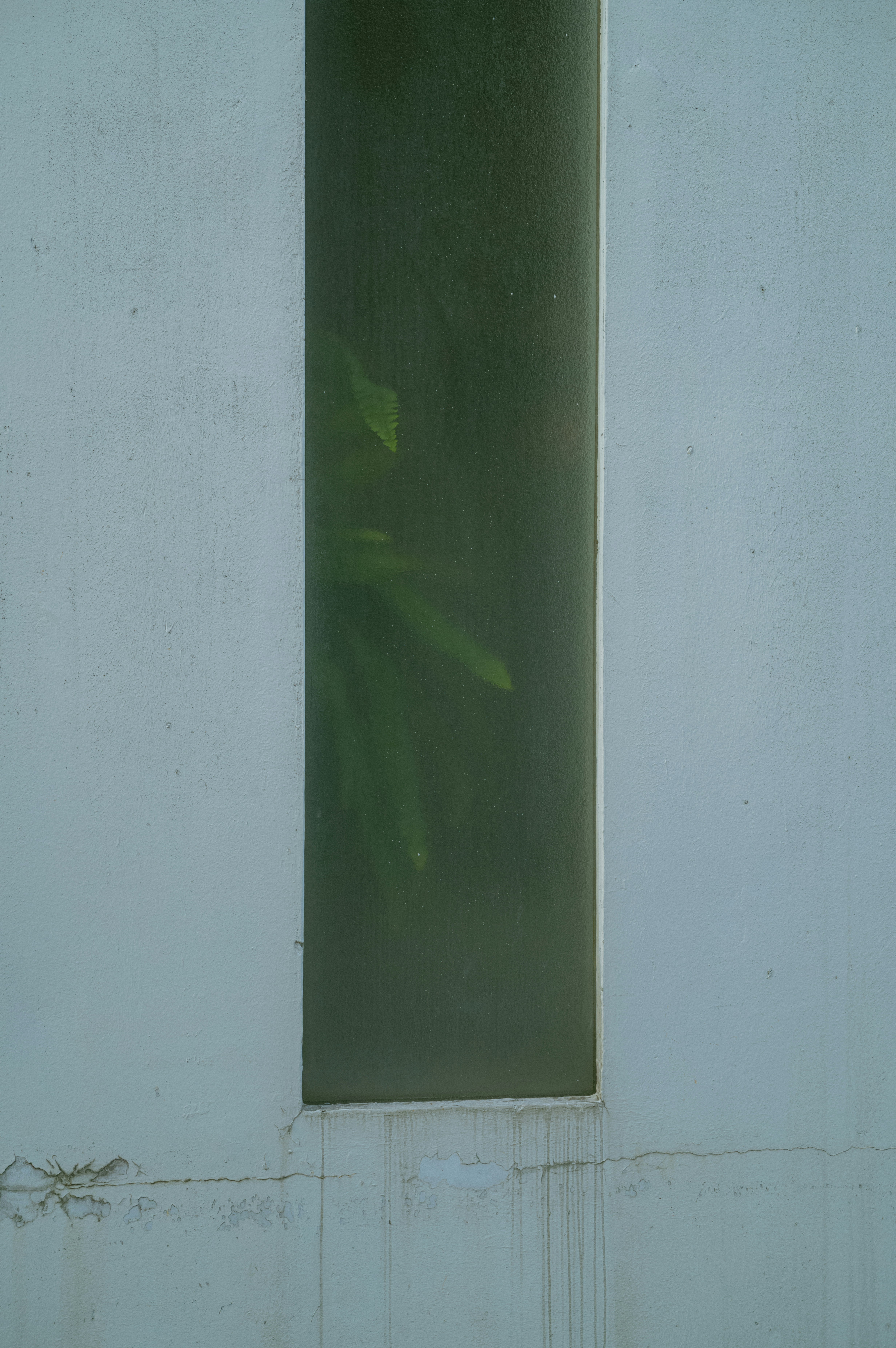 Wall, Tokyo | Green plant visible through a narrow window.