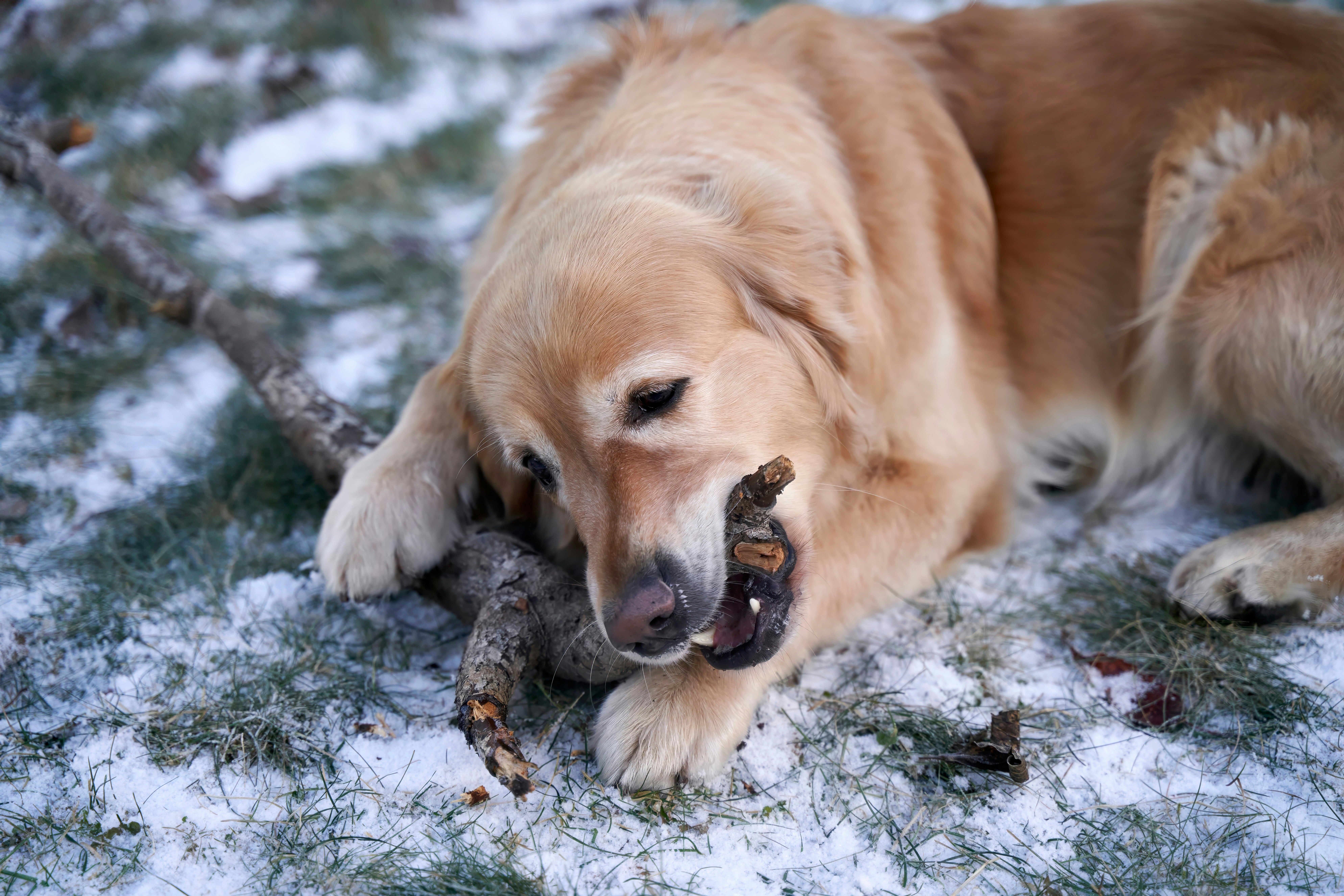 A golden retriever is lying on the snow covered grass and chewing a stick | Golden retriever chewing a stick in the snow