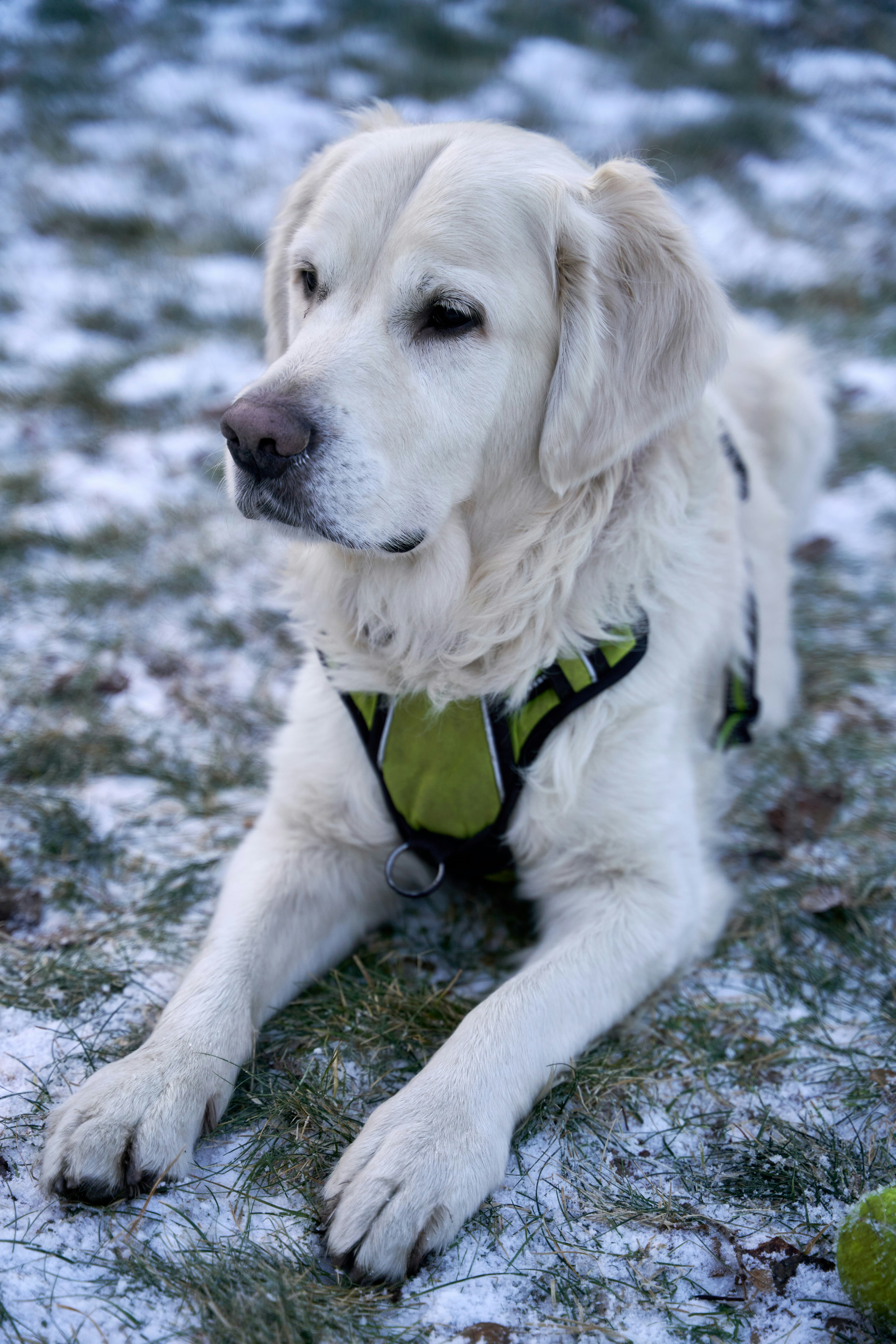 Serene Winter Companion