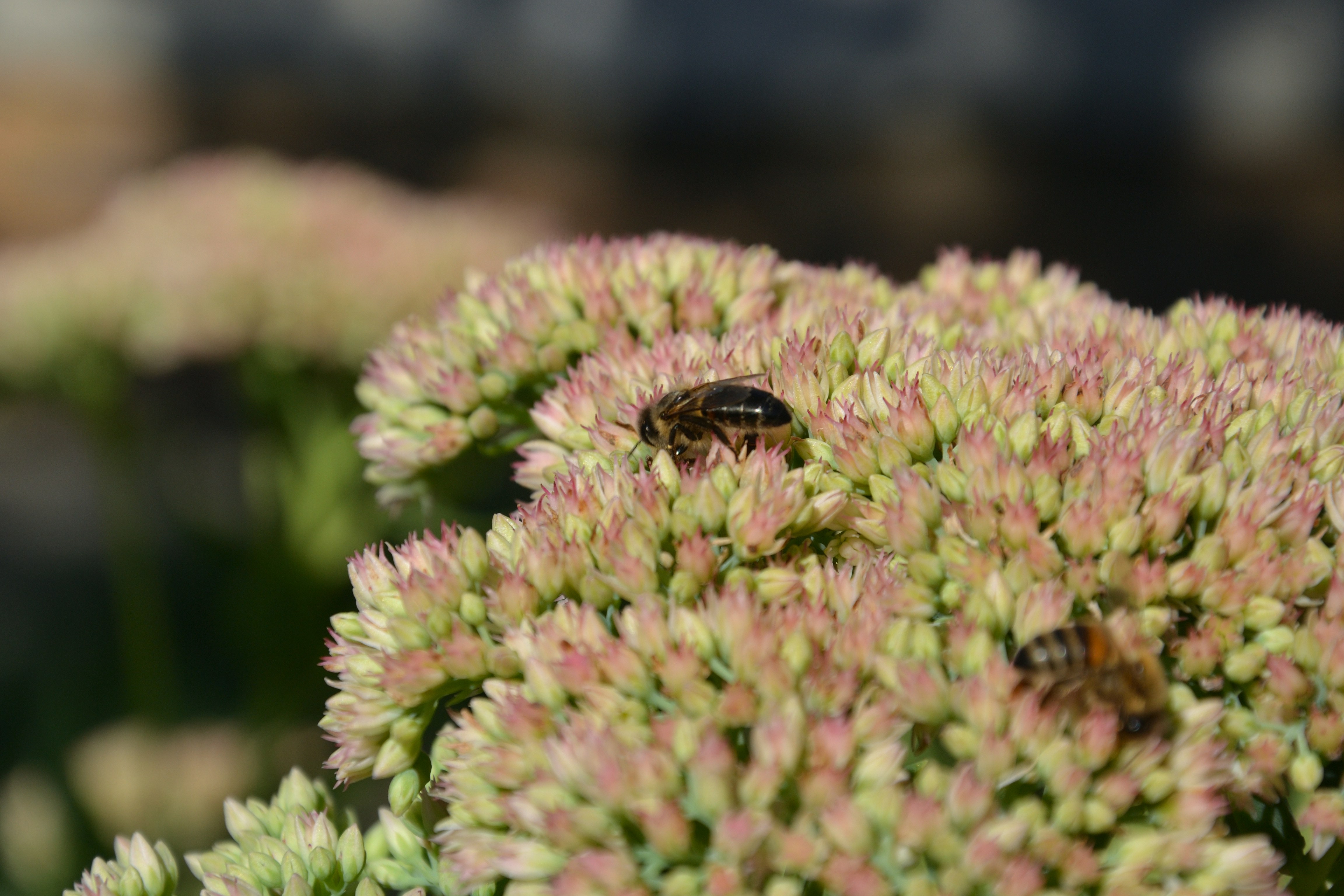 Pollinators at Work: A Dance Among the Blossoms