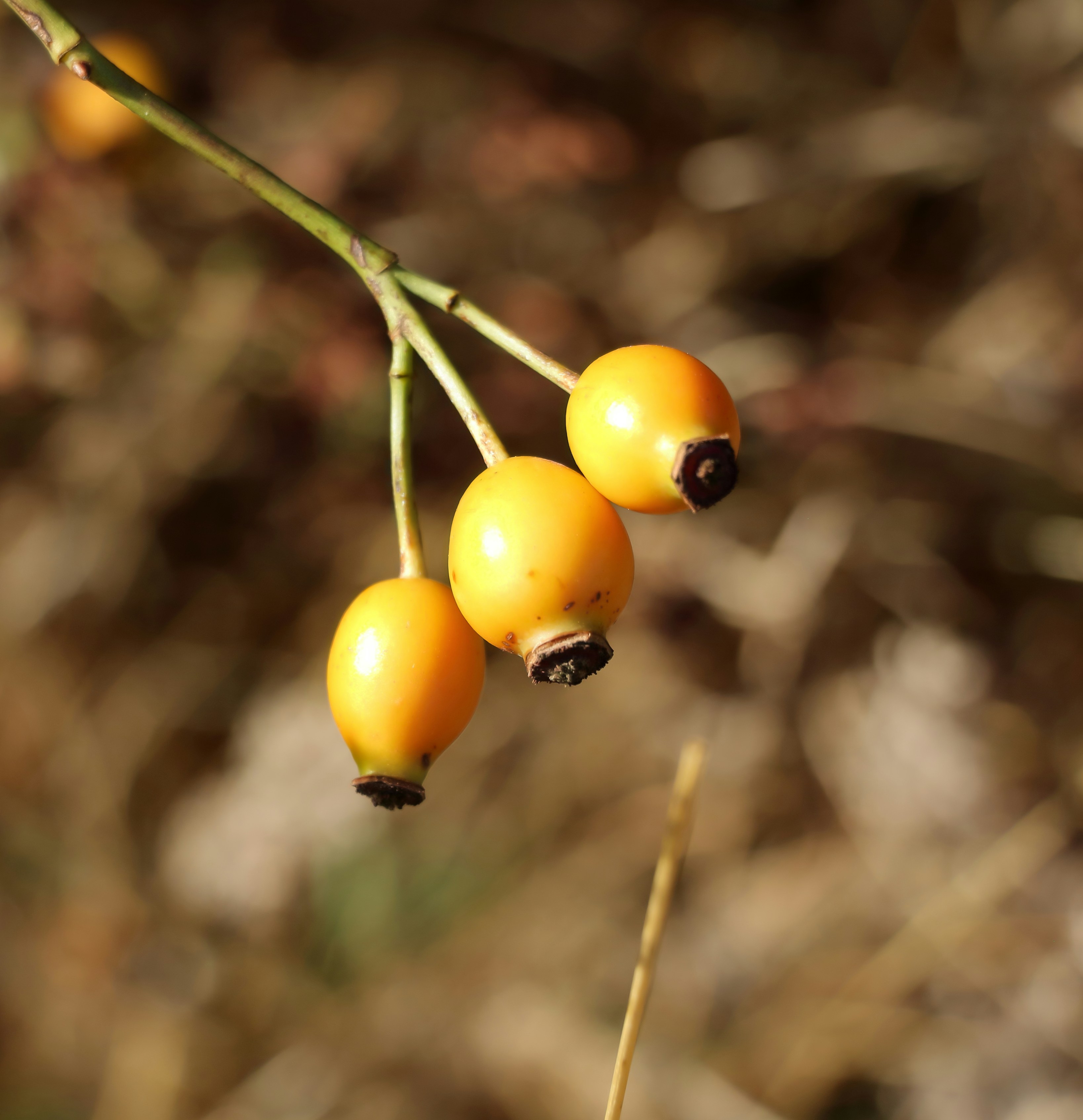 Three bright yellow berries hanging from a slender branch against a blurred background of earthy tones.