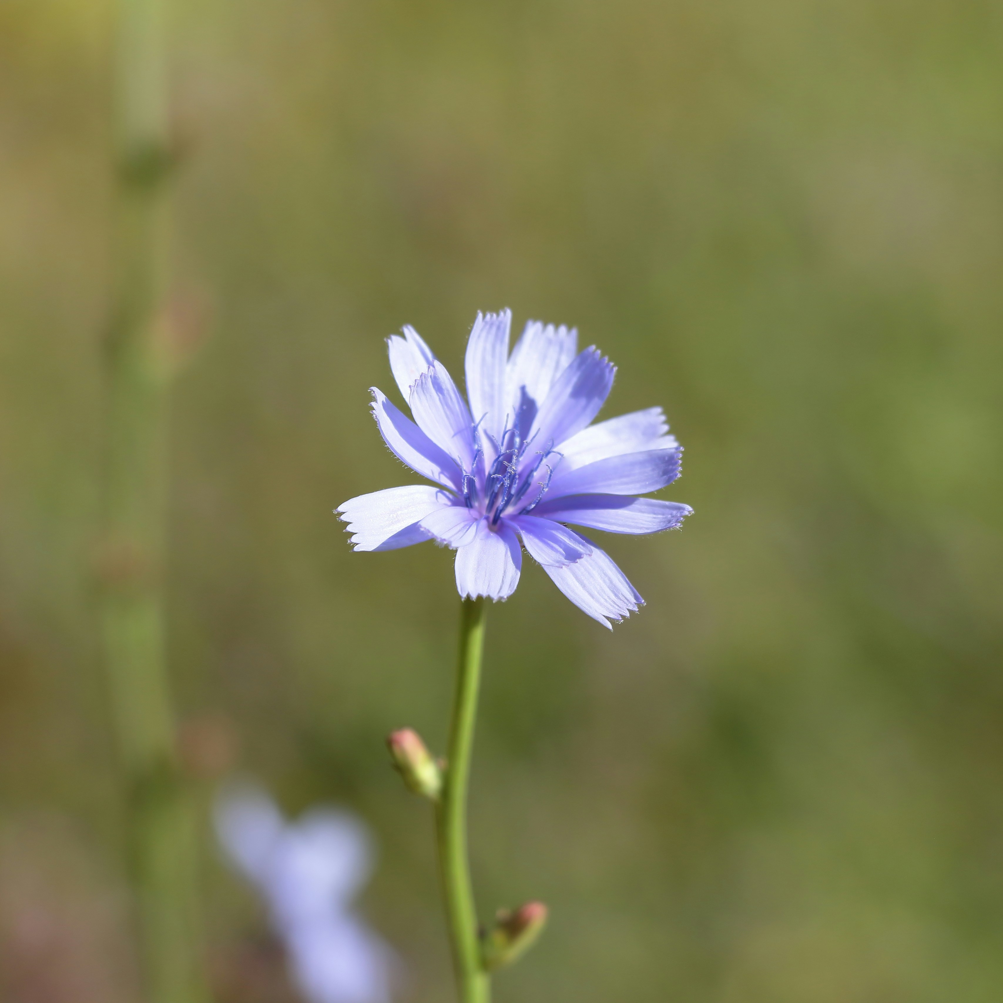 Delicate purple wildflower standing tall against a softly blurred green backdrop.