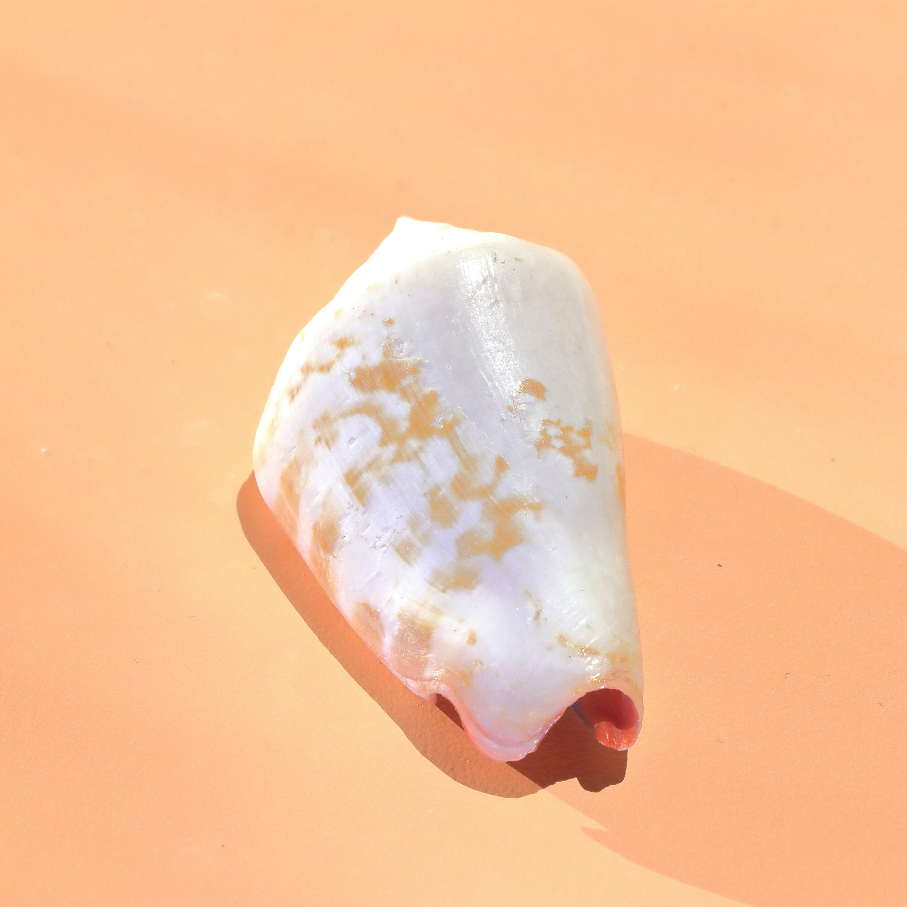 The Whisper of the Ocean: A Shell's Story