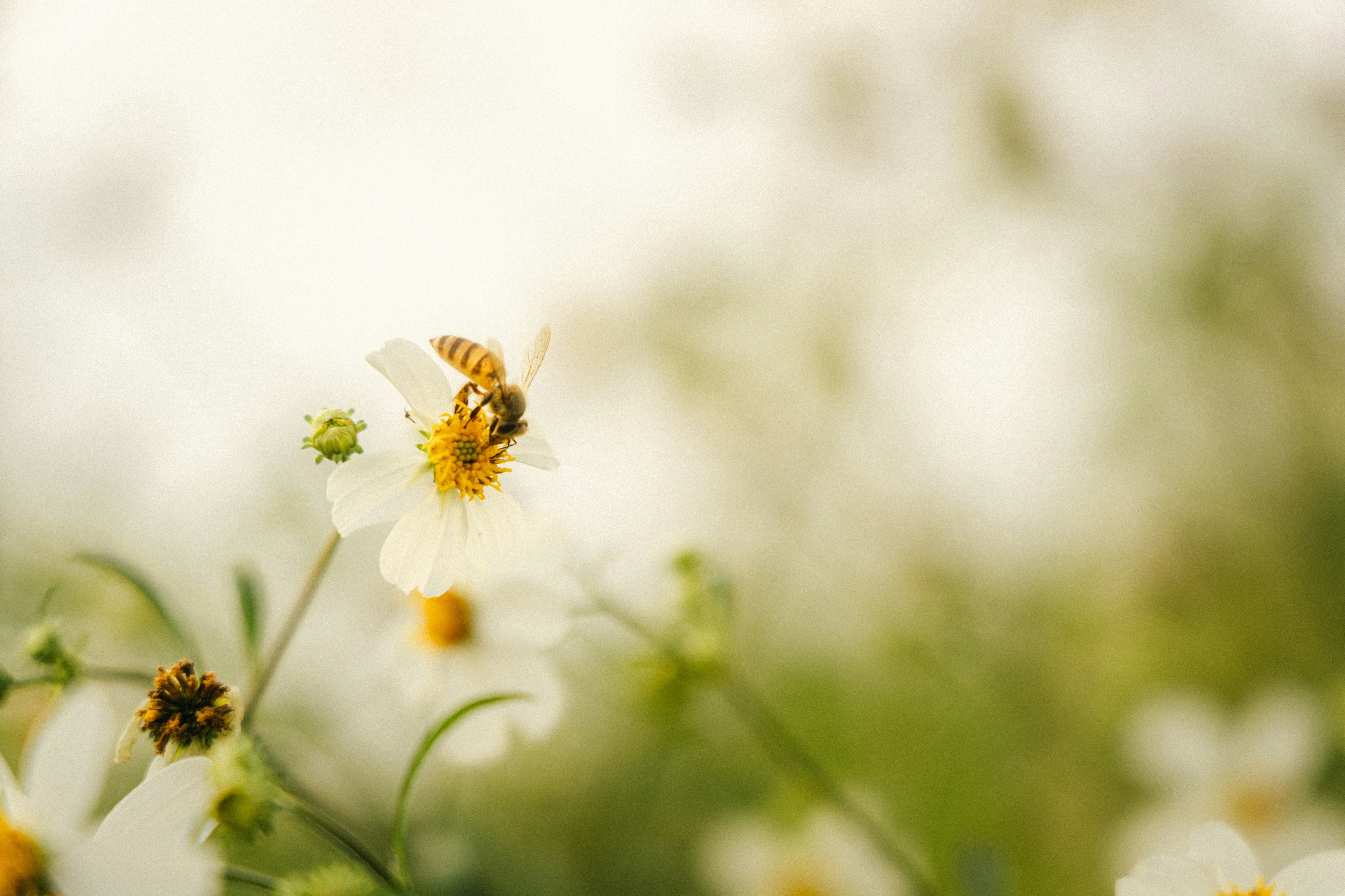 A bee gathers nectar from a delicate white flower, surrounded by soft green foliage. The scene captures the intricate relationship between pollinators and flora.