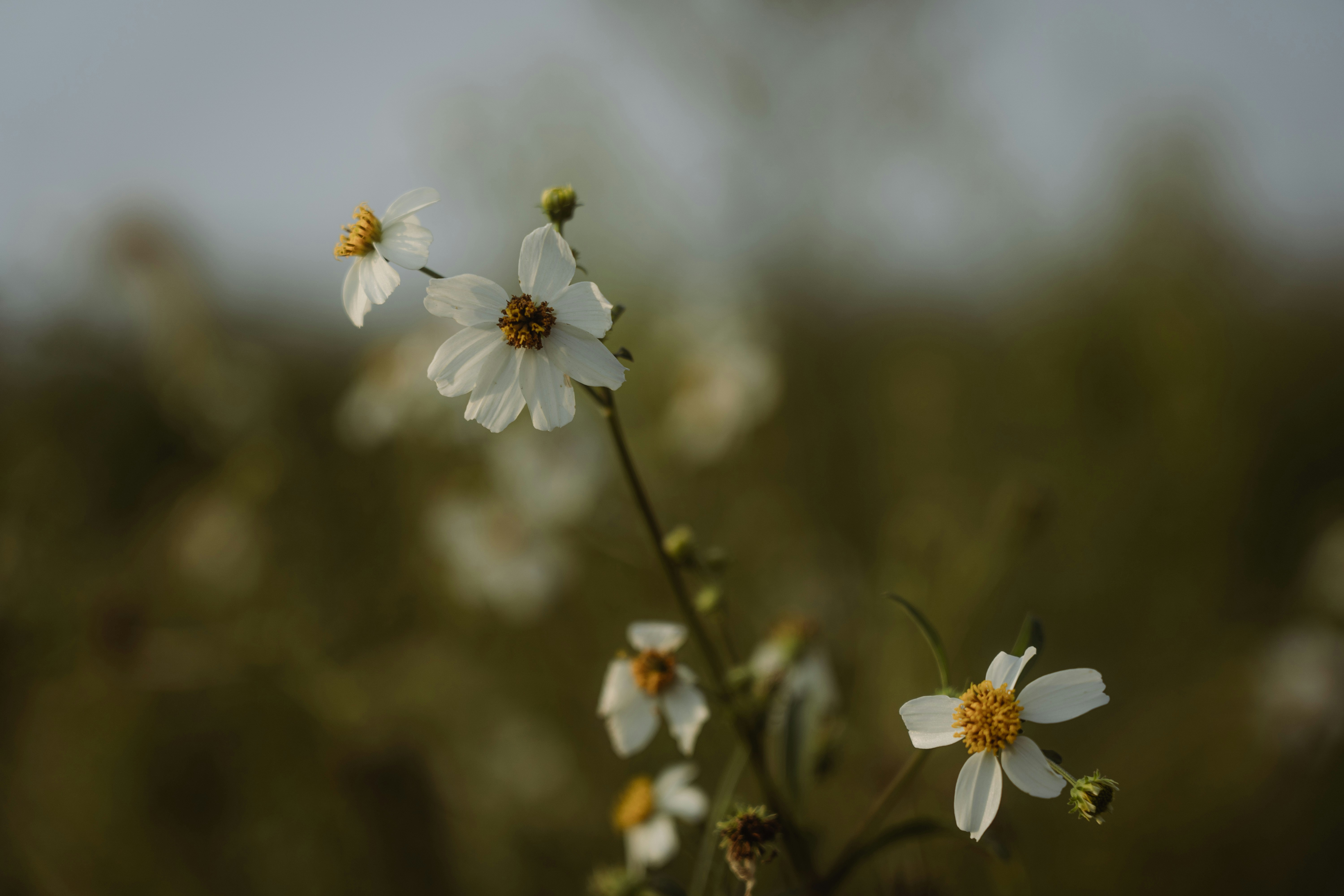 Delicate white wildflowers bloom in soft focus.
