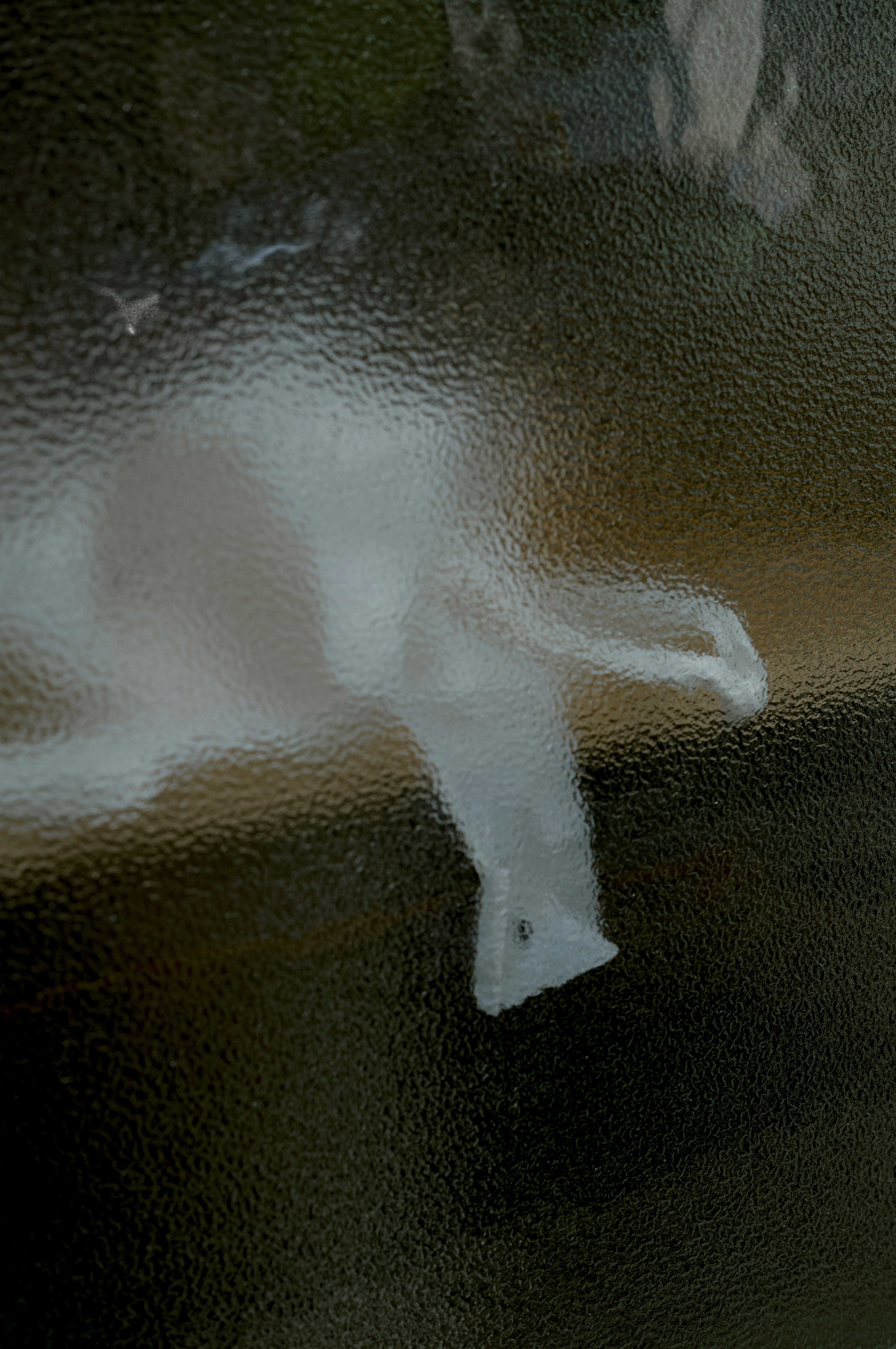 Plastic Bag, Tokyo | A white cat is reflected on a textured glass surface.
