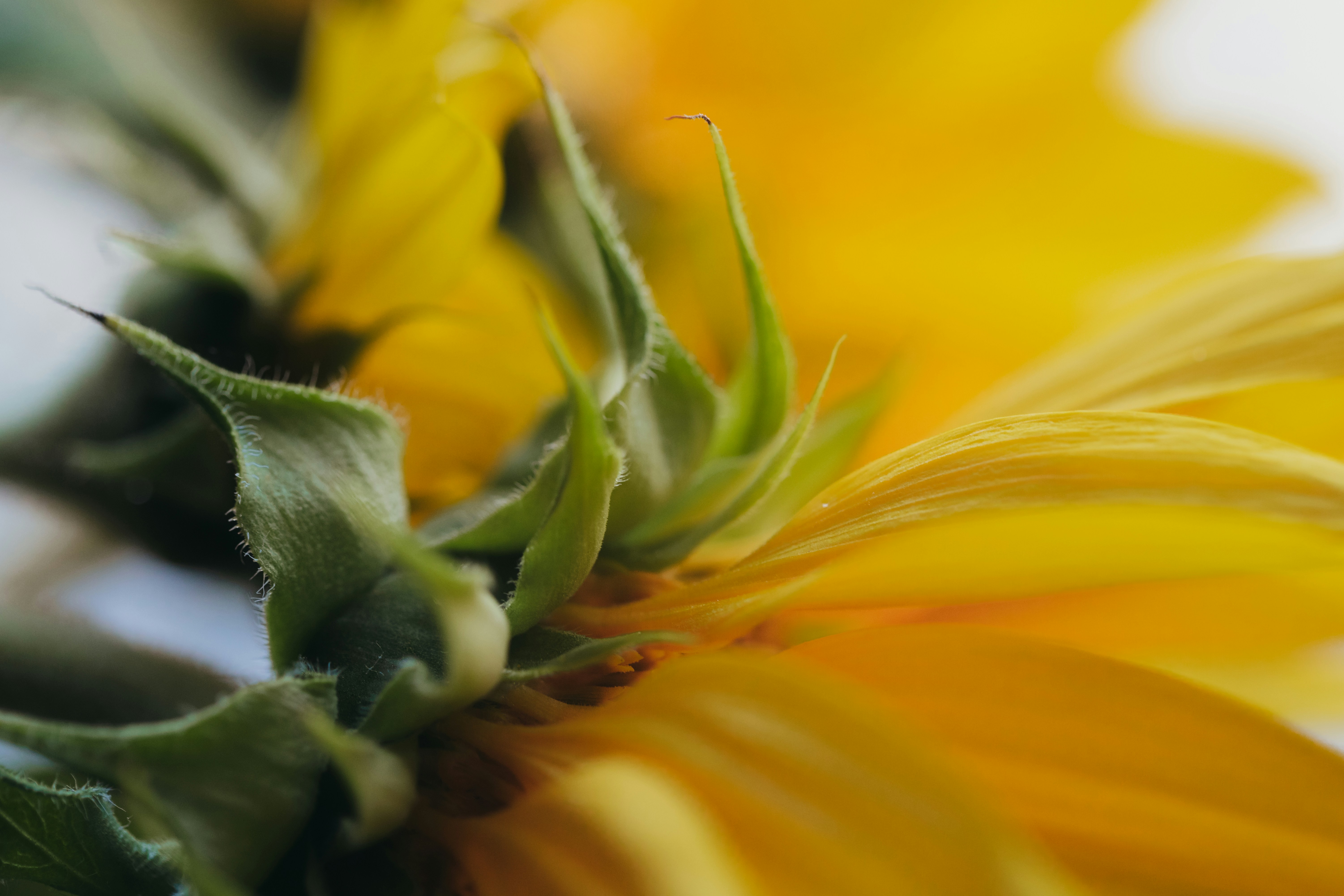 Close-up view of sunflower petals and foliage, showcasing intricate details and vibrant colors. The image highlights the natural beauty of the flower's structure.