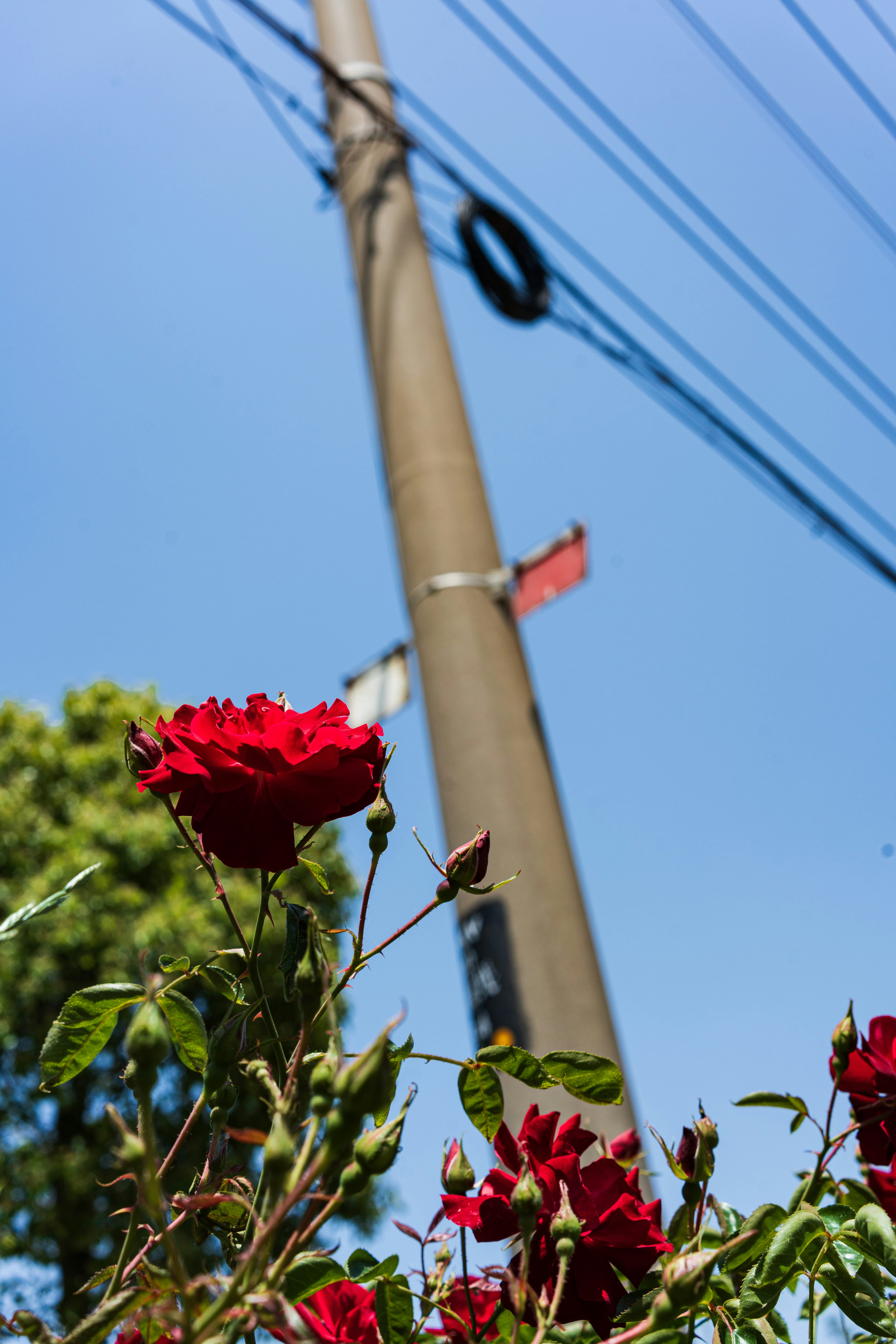 Vibrant red roses flourish in the foreground, juxtaposed with a utility pole and clear blue sky in the background.
