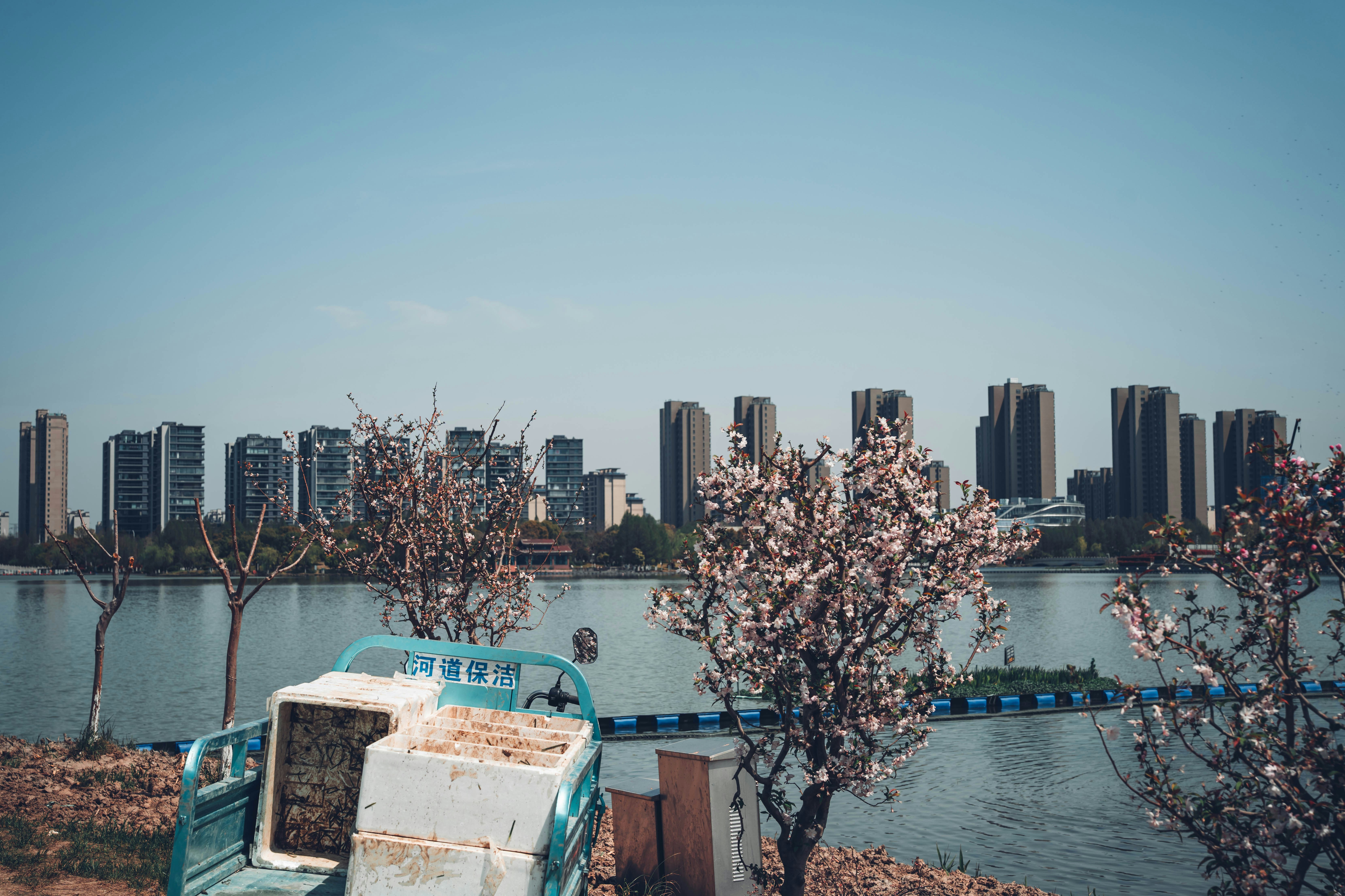 Urban Serenity: Blossoms Amidst Concrete Giants