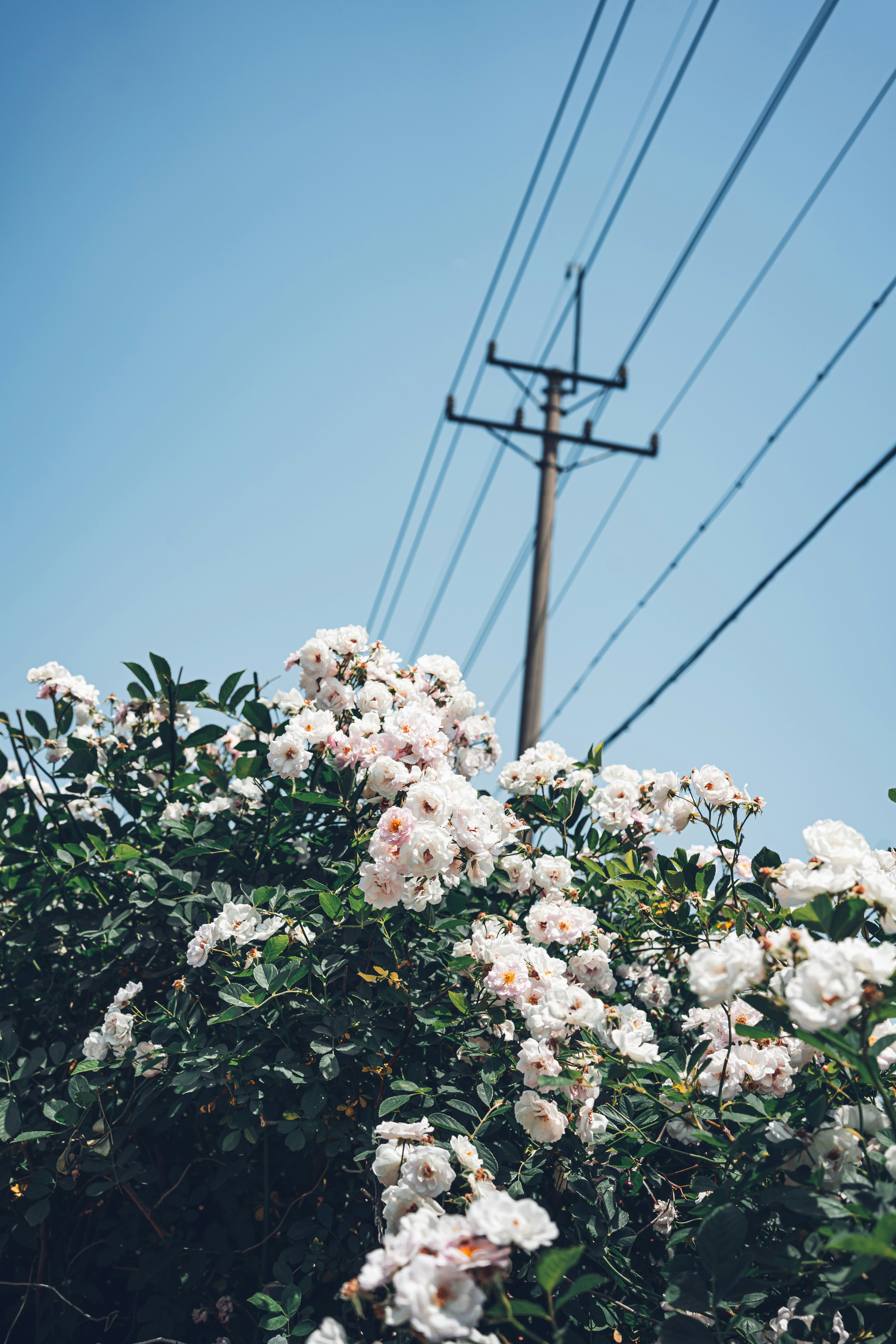 Nature's Whisper Amidst Urban Lines