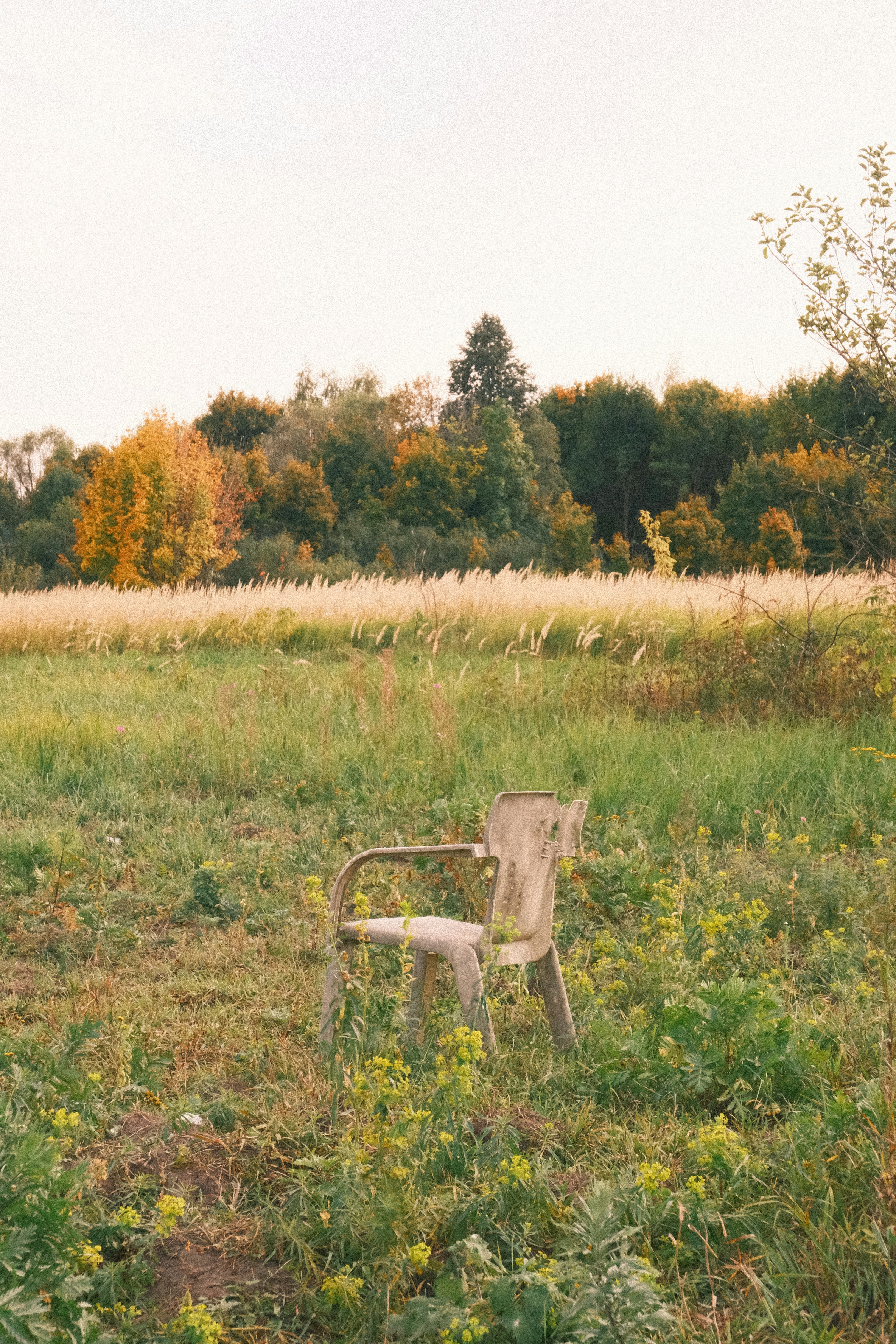 Whispers of Abandonment in Nature's Embrace