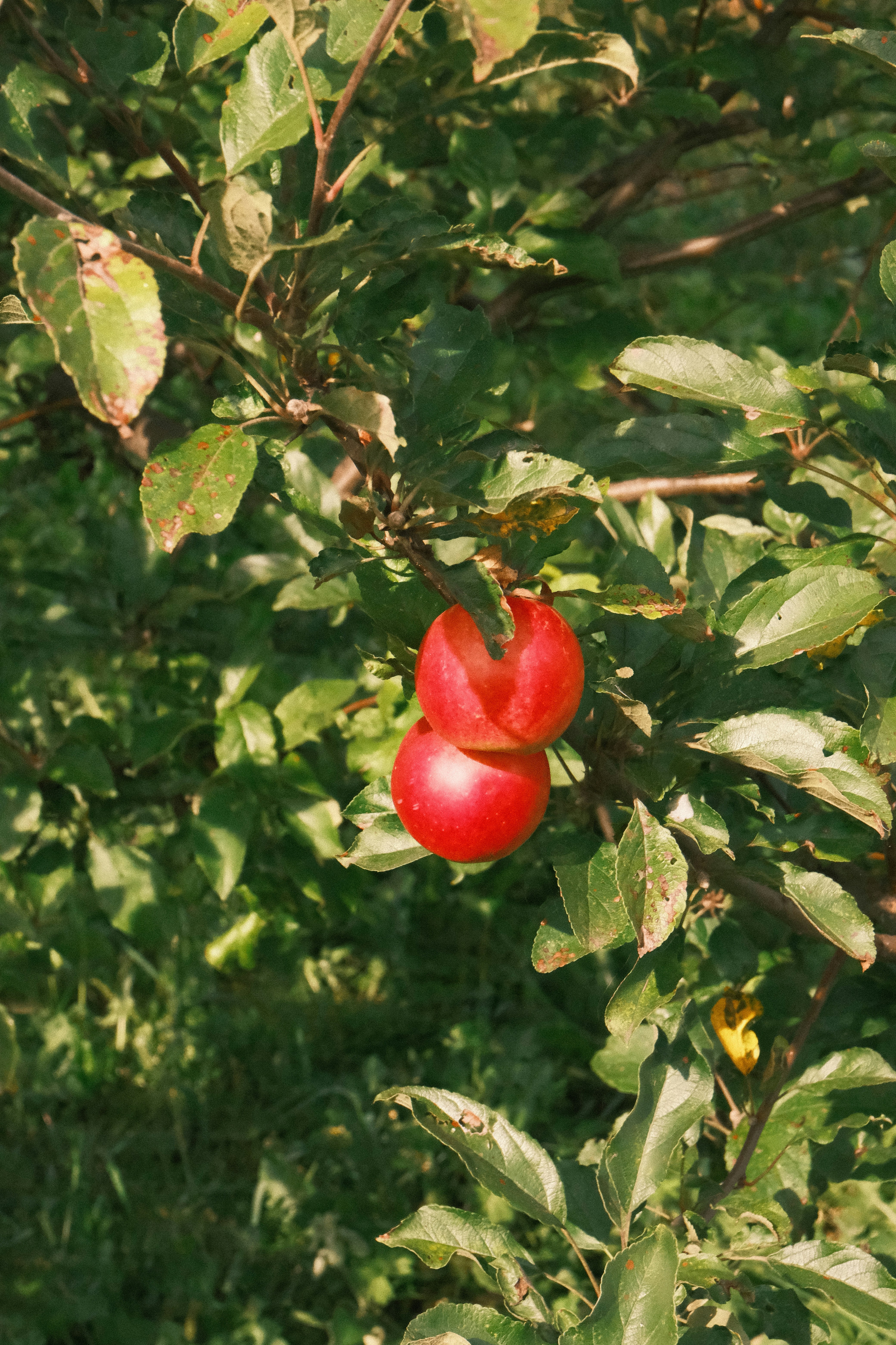 Twin Gems of the Orchard