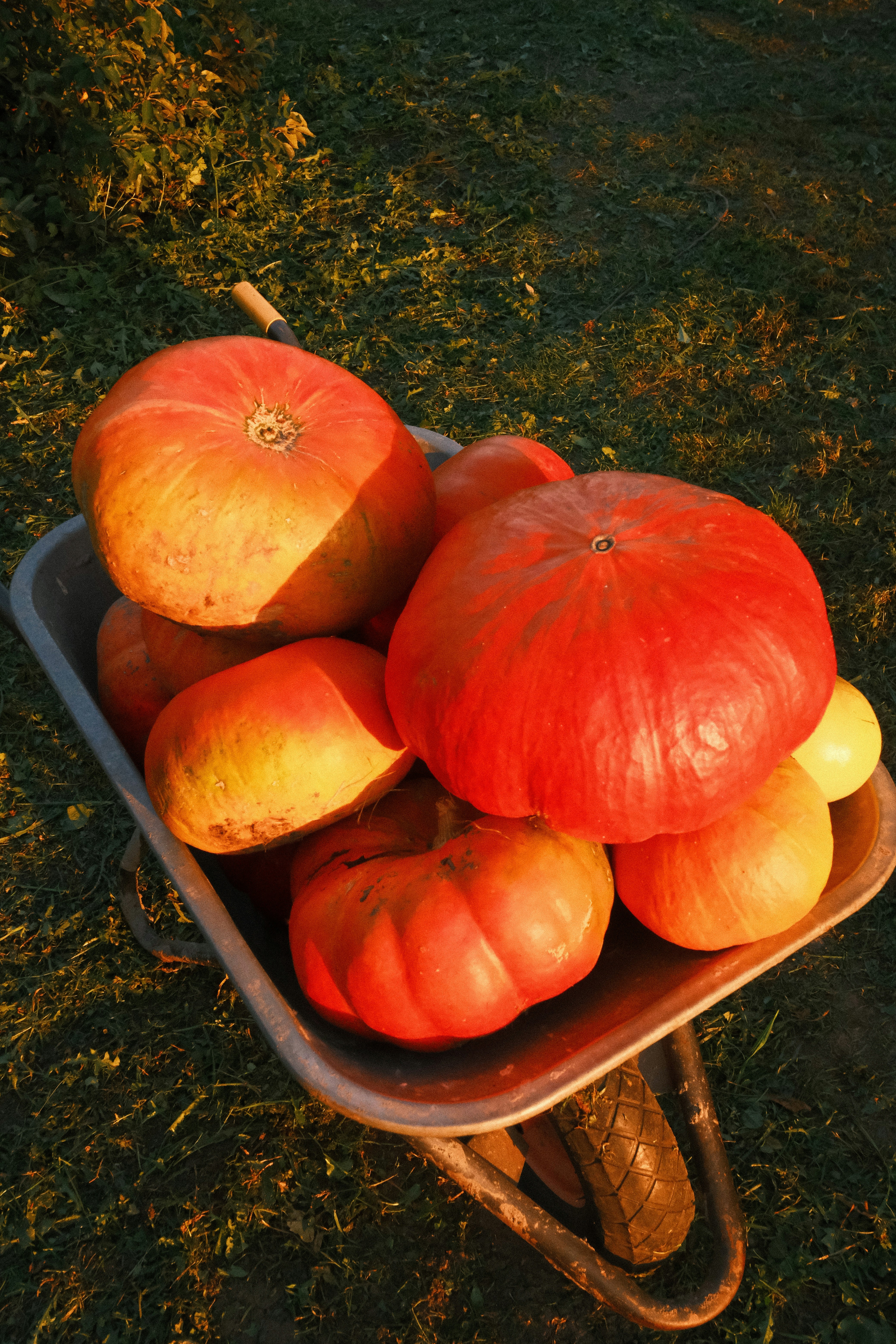 Harvest's Abundant Bounty
