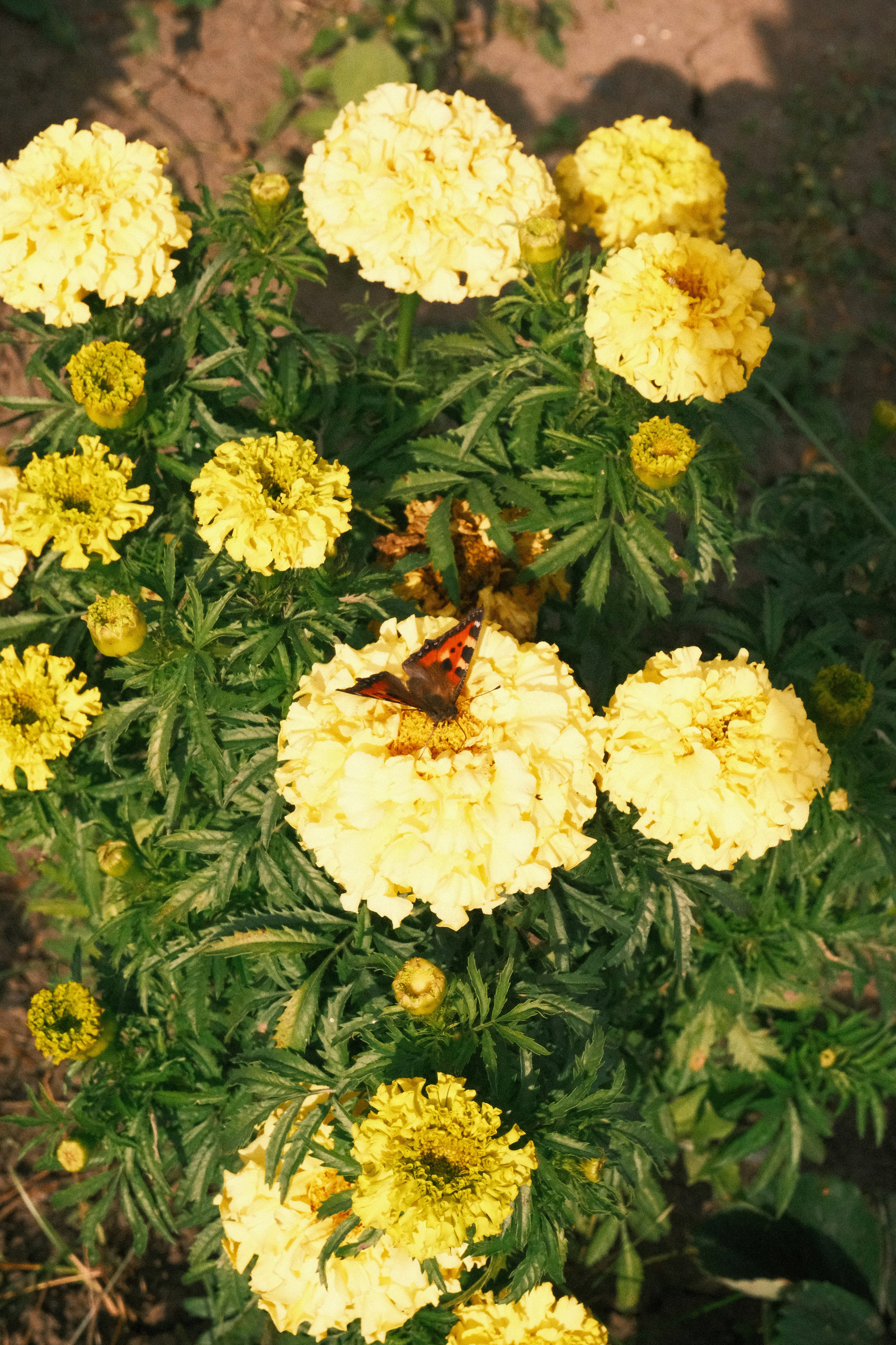A butterfly rests on a yellow marigold flower.