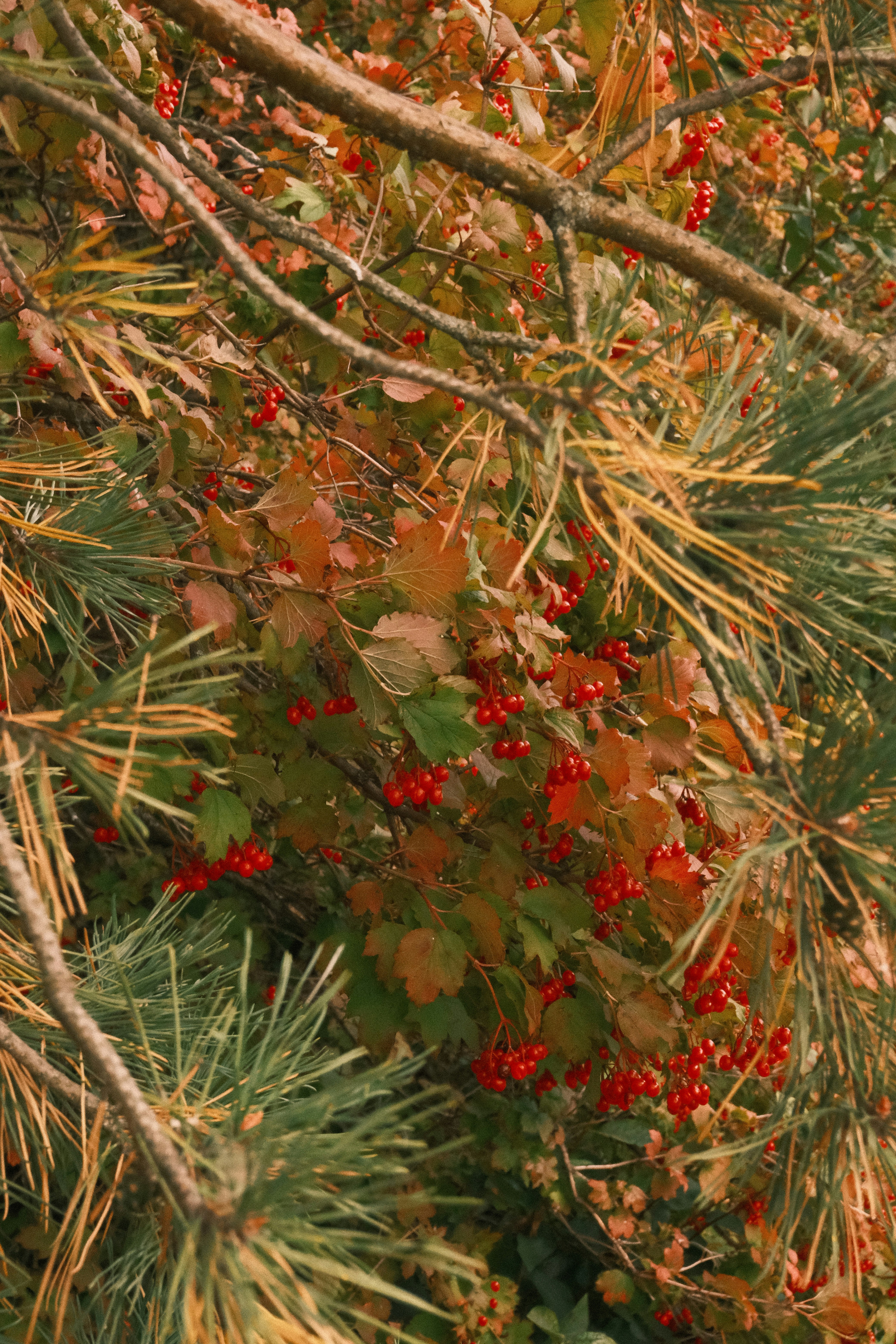 Autumn's Hidden Gem: A Tapestry of Color