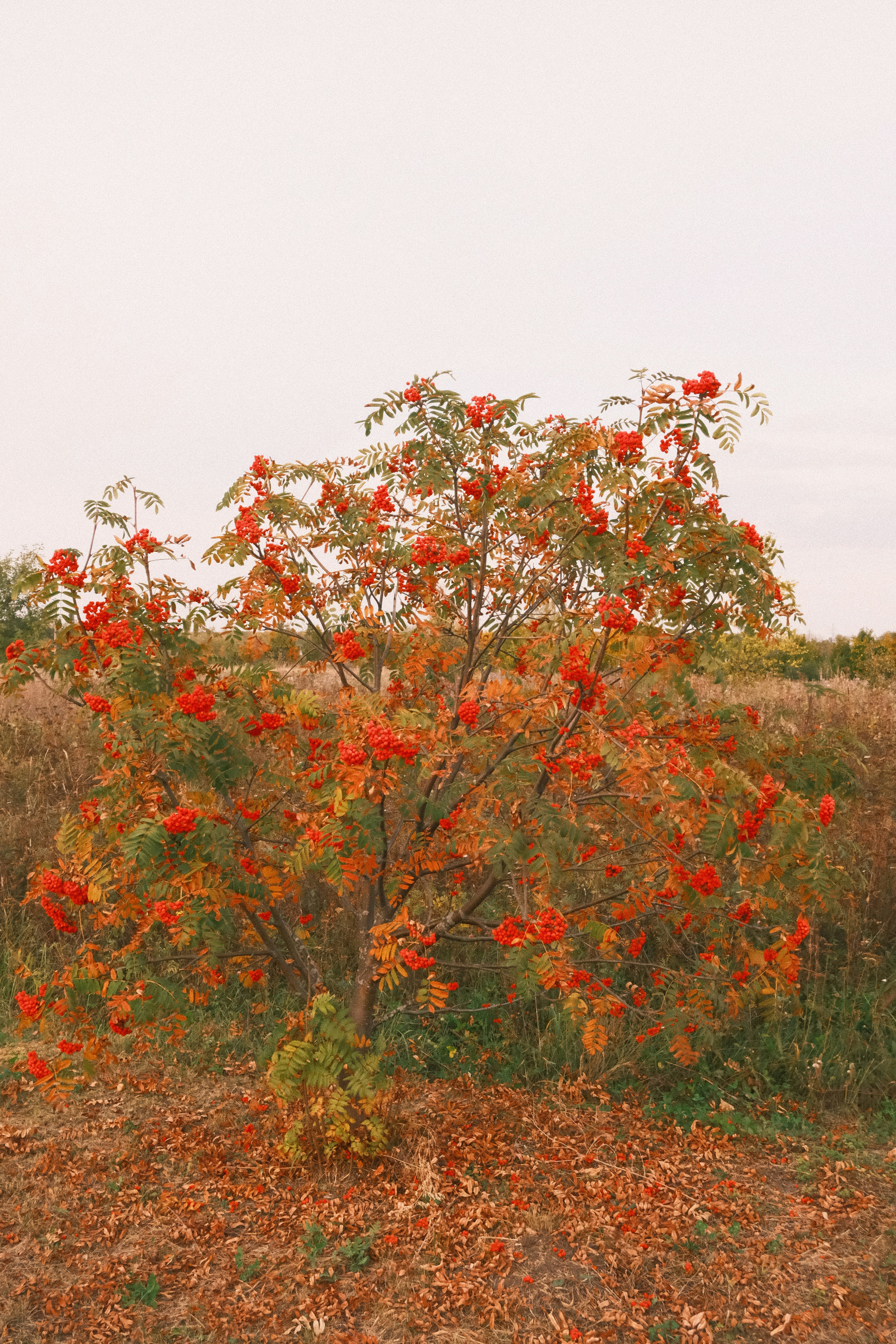 Autumn's Fiery Embrace: The Sorbus Showcase