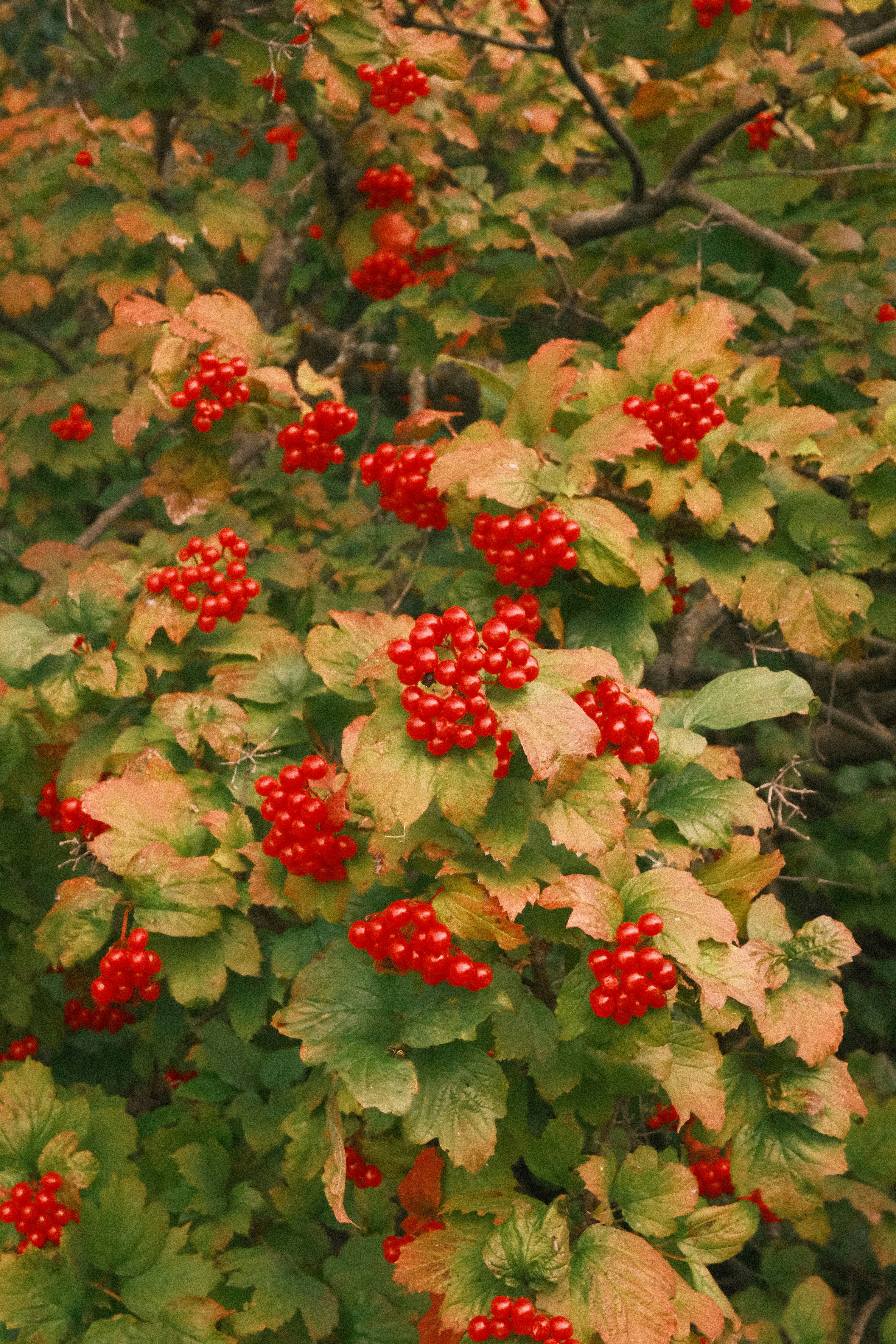 Scarlet Clusters Against Autumn's Foliage