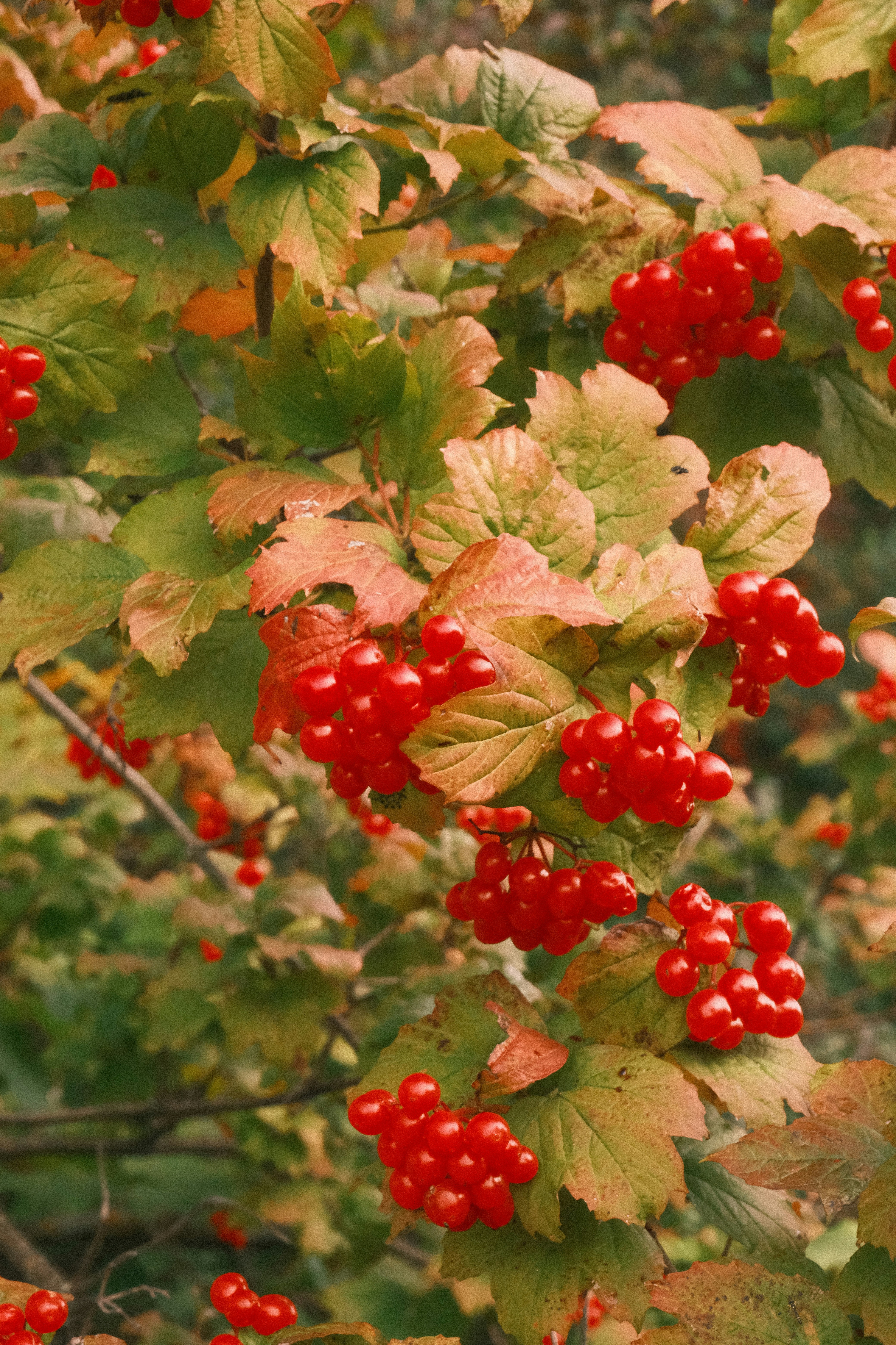 Crimson Currants Amid Autumnal Foliage