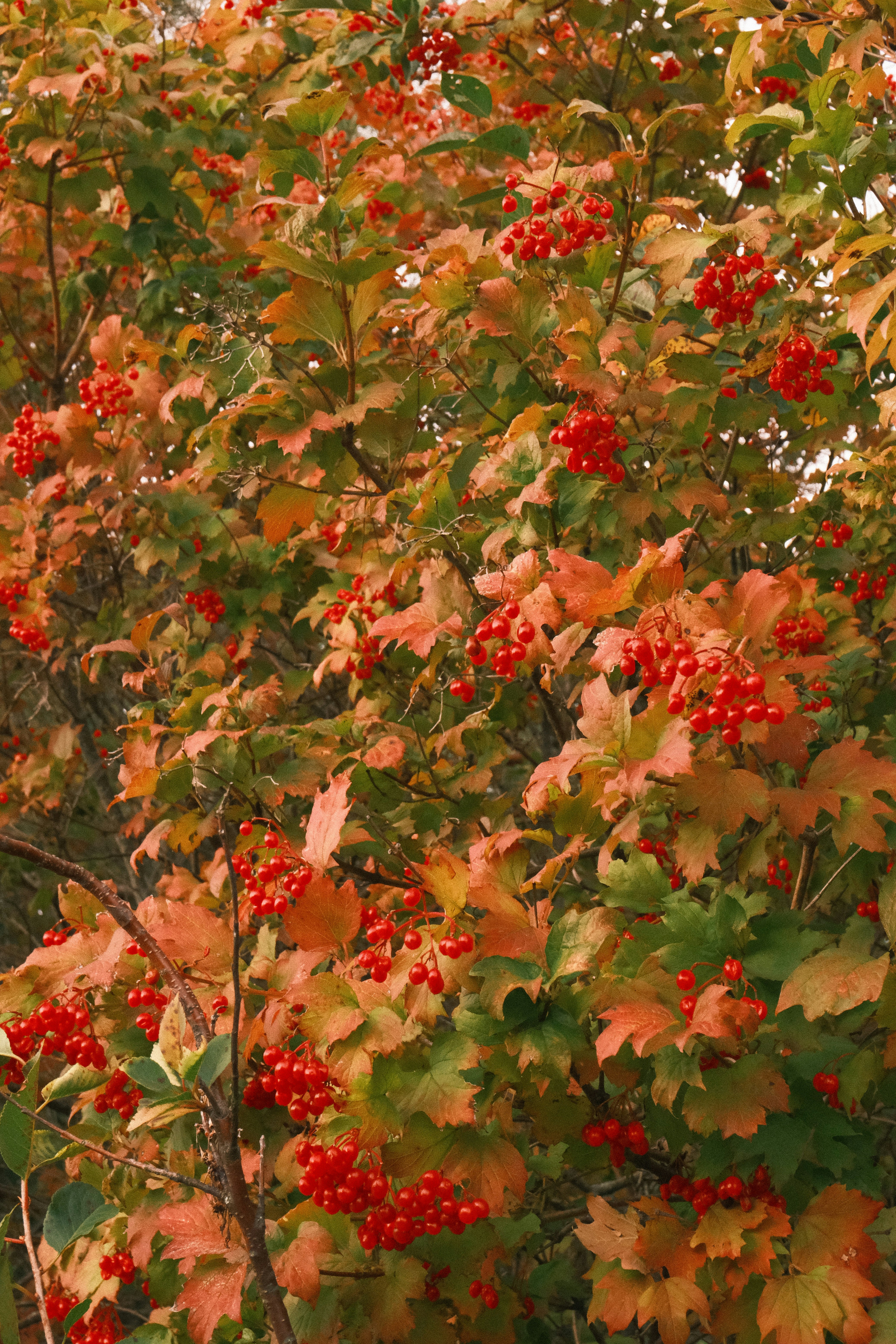 Crimson Berries Framing an Autumn Leaf Tapestry