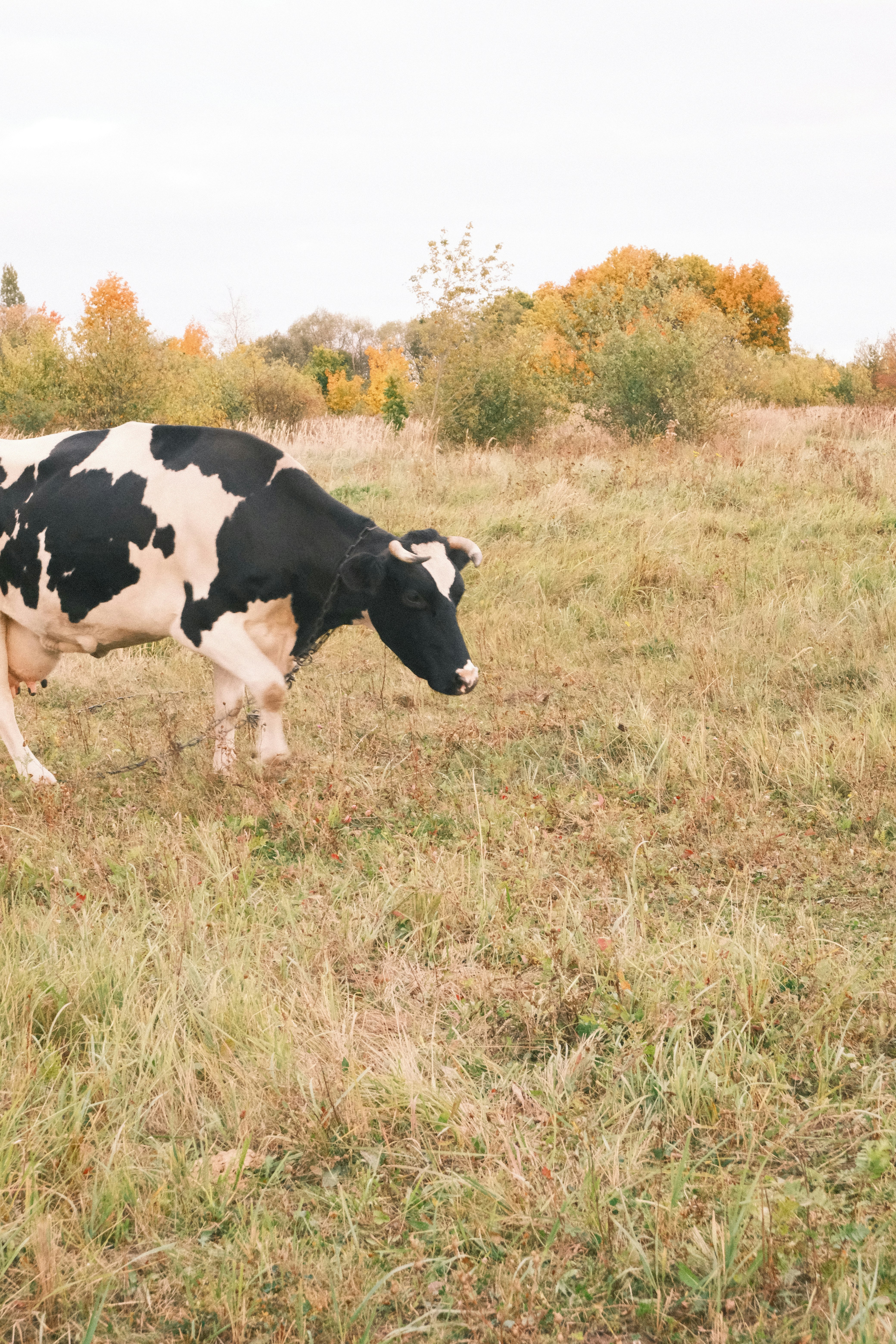 A black and white cow walks in a grassy field.