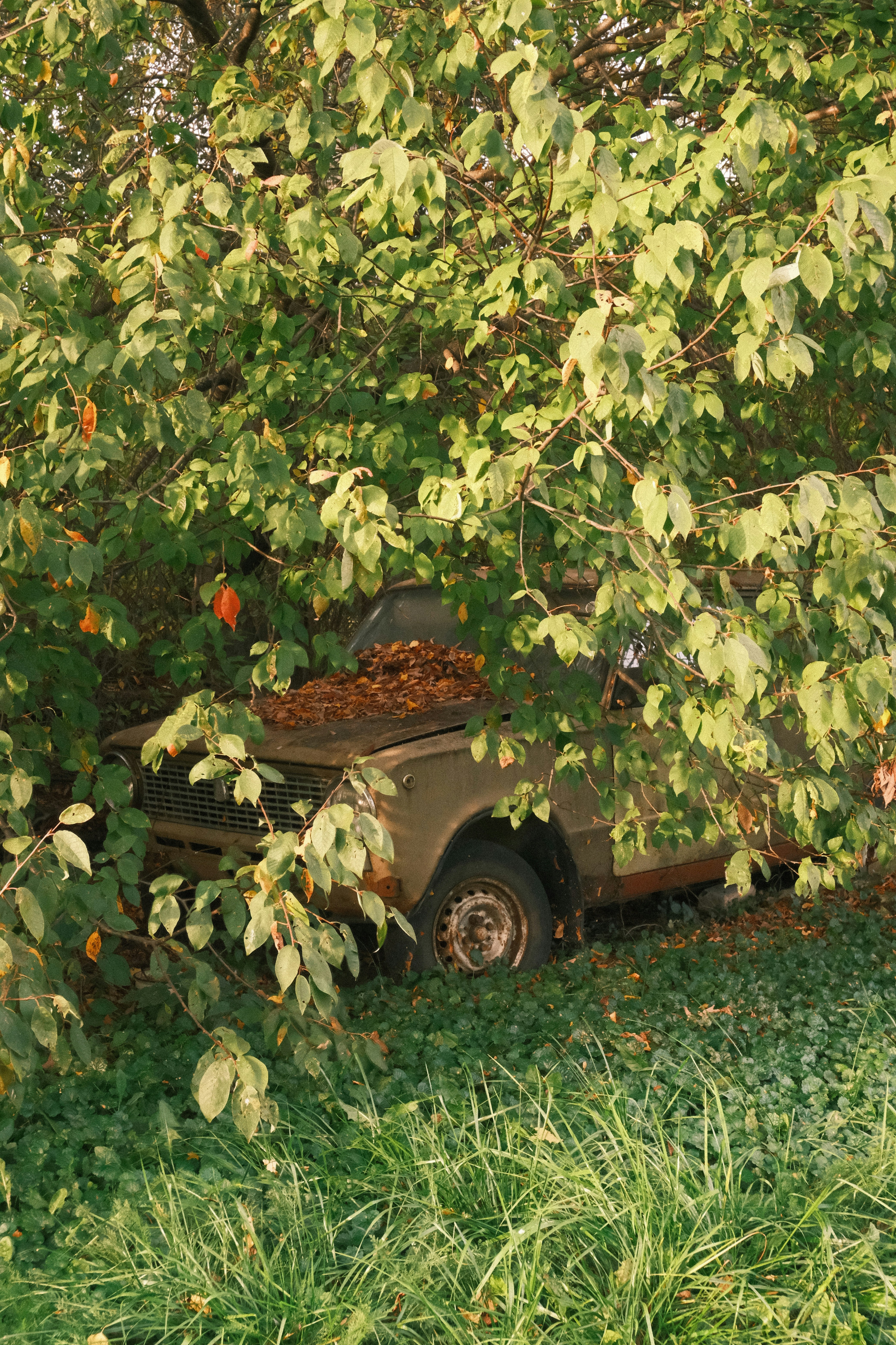 Nature's Embrace: The Forgotten Vehicle