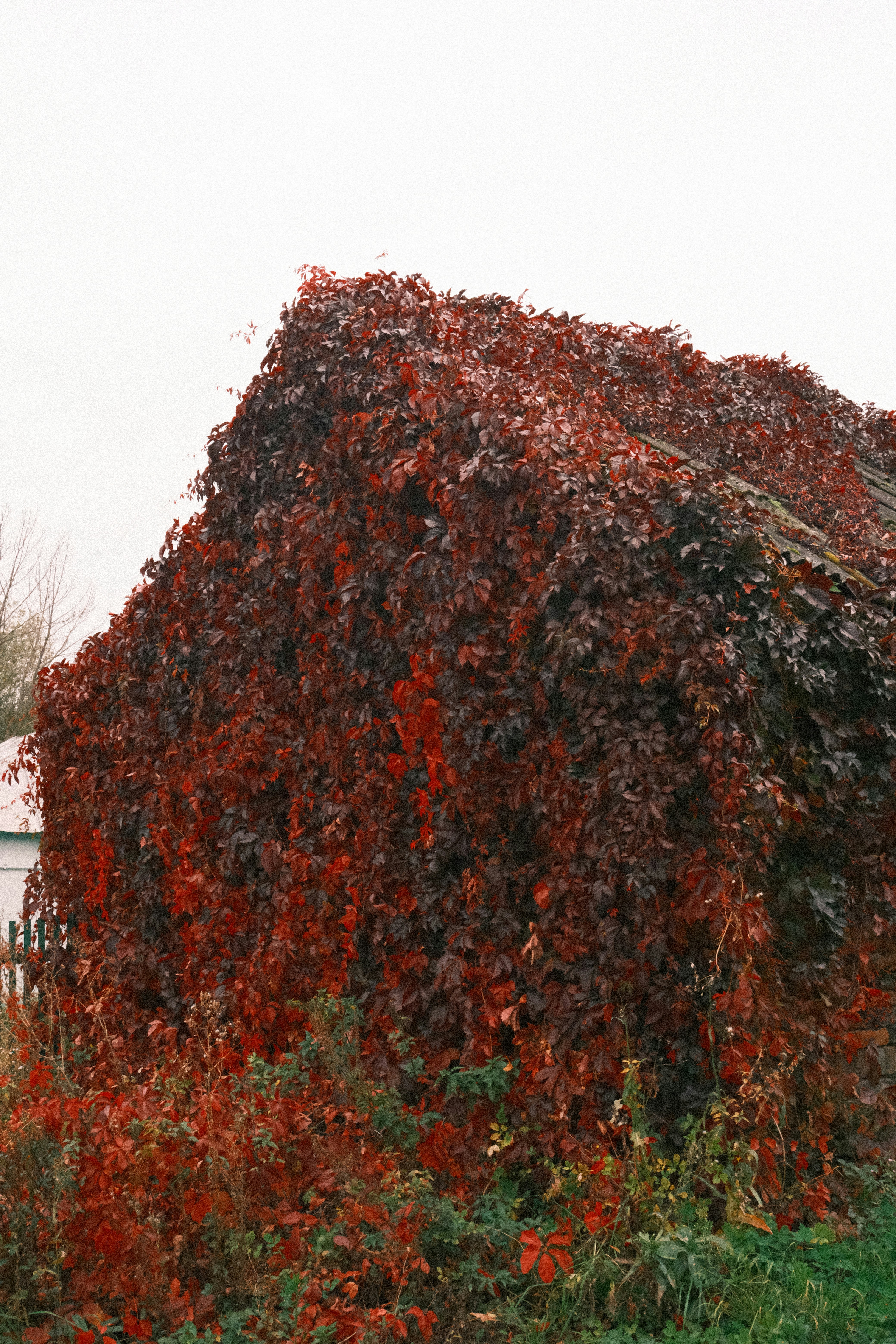 Building covered in vibrant red autumn leaves