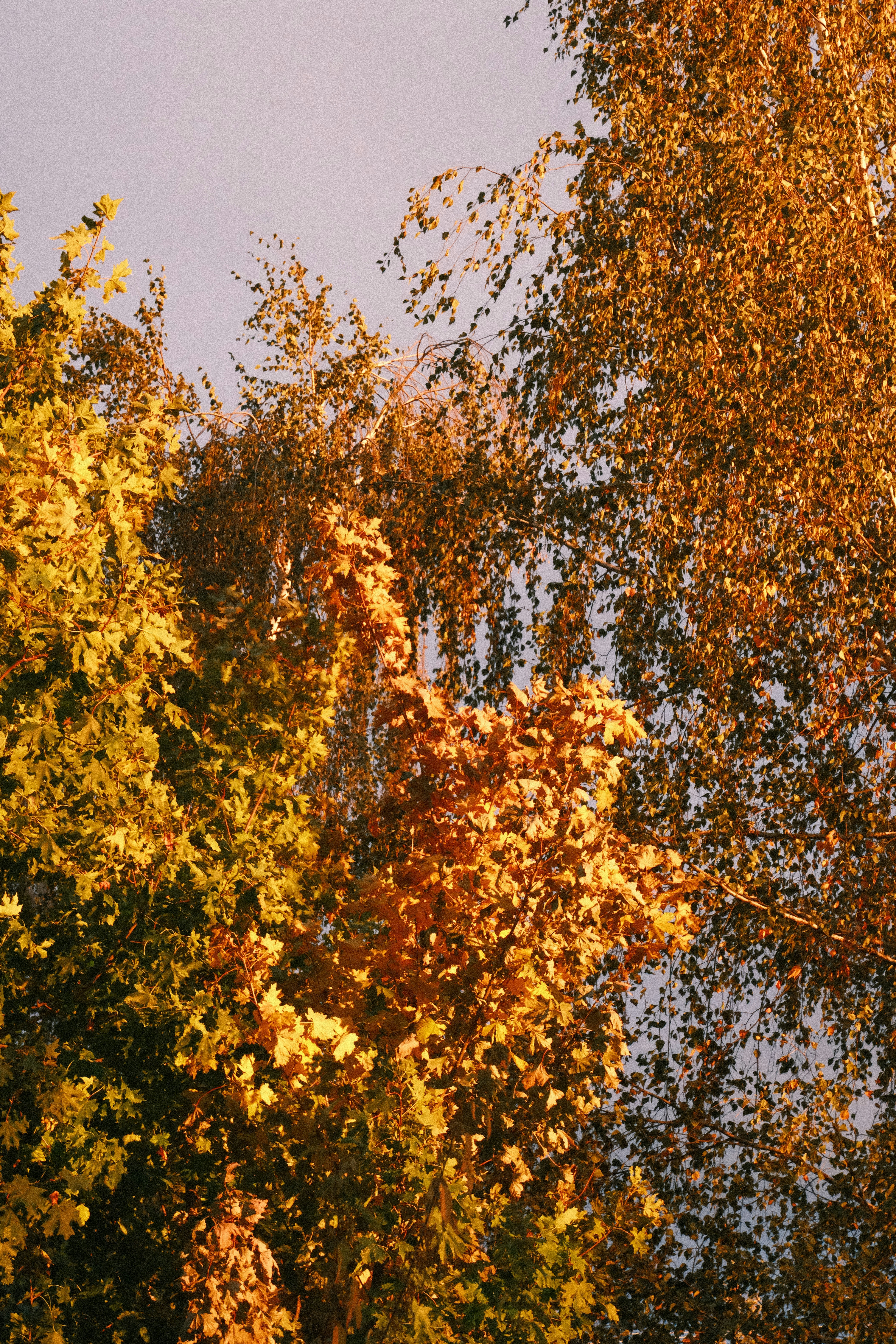 Autumn's Embrace: A Tapestry of Color