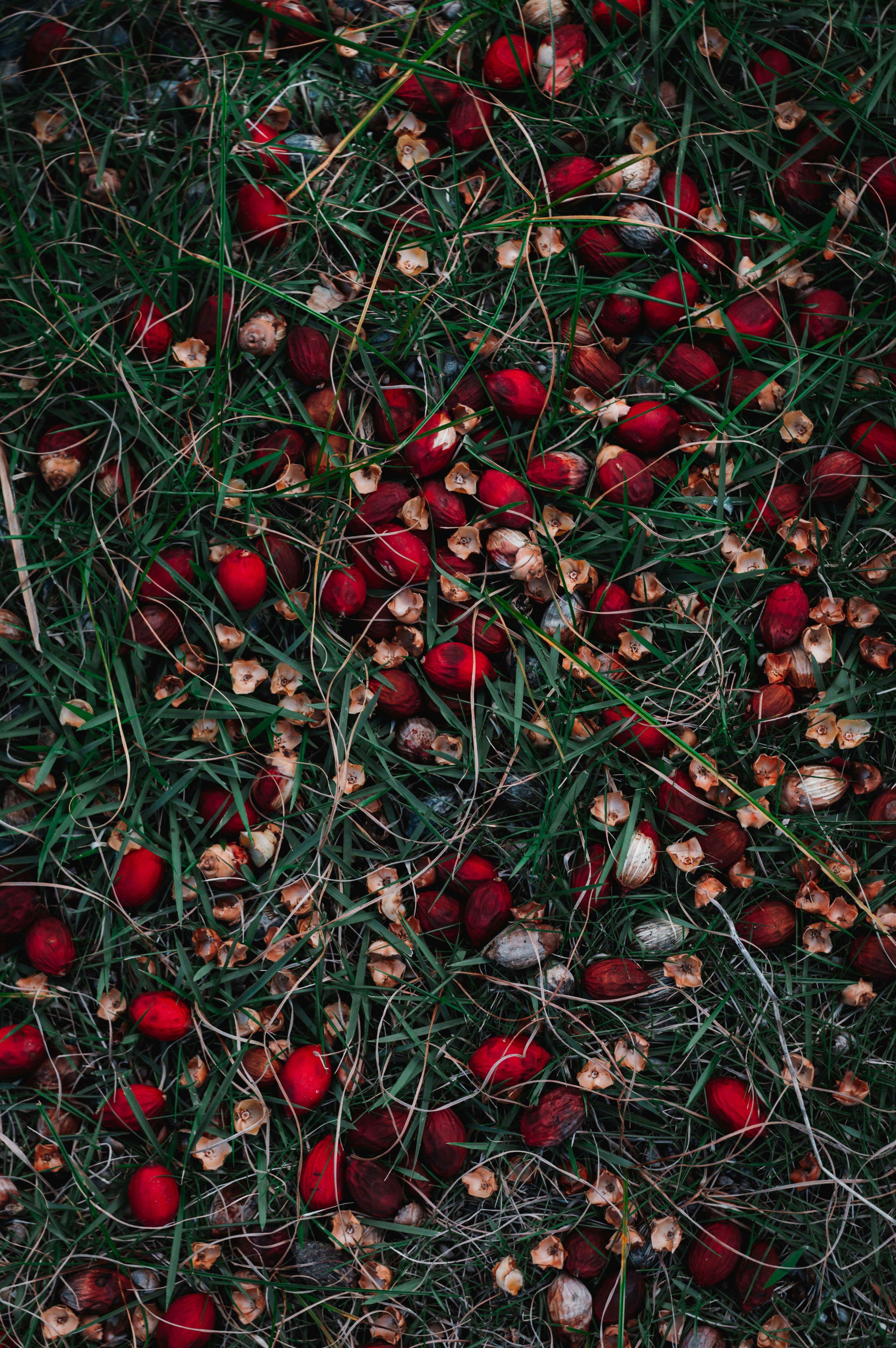 Nature's Color Palette: A Grounded Display of Autumn's Bounty