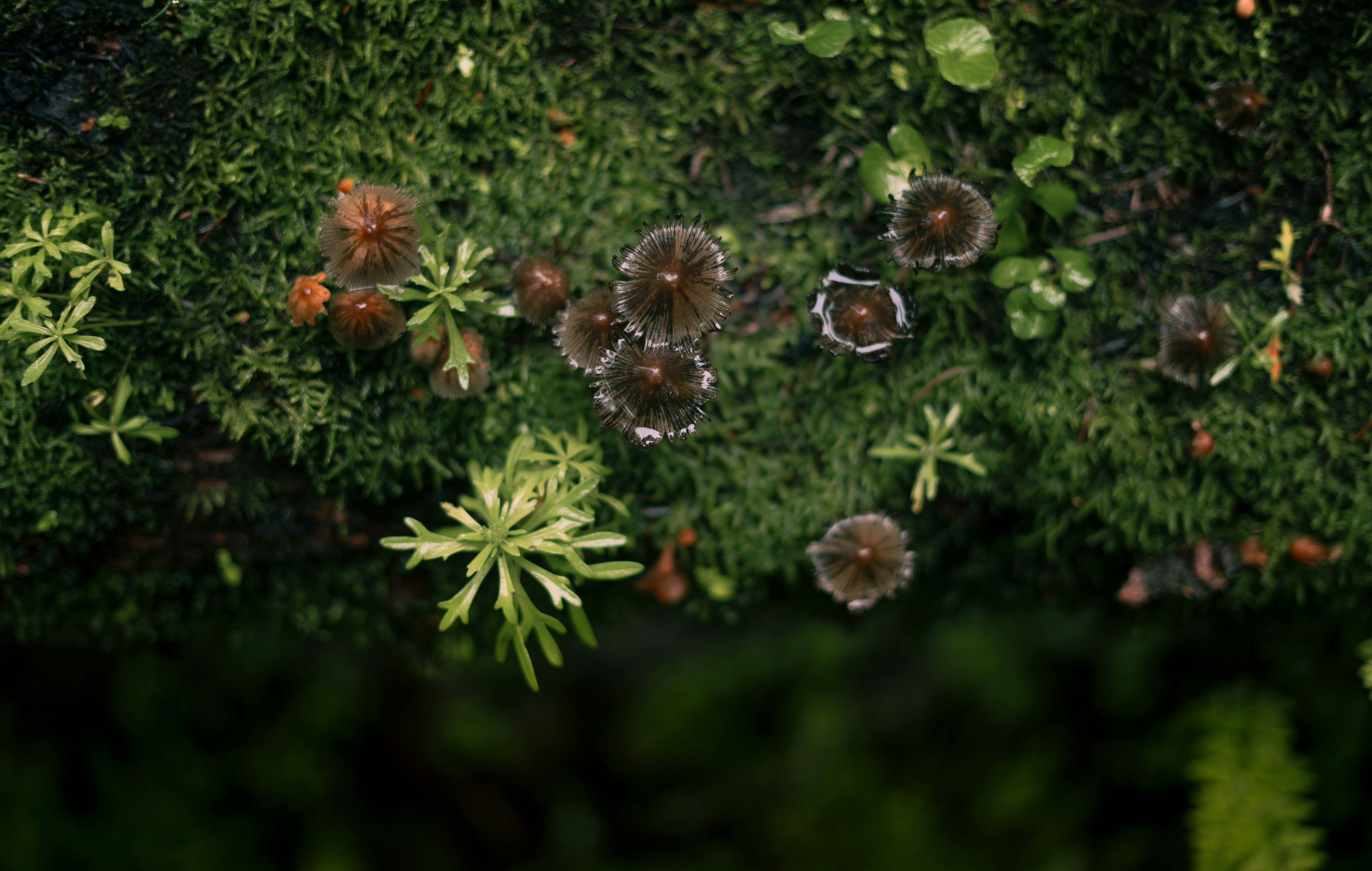 Whispers of the Forest Floor