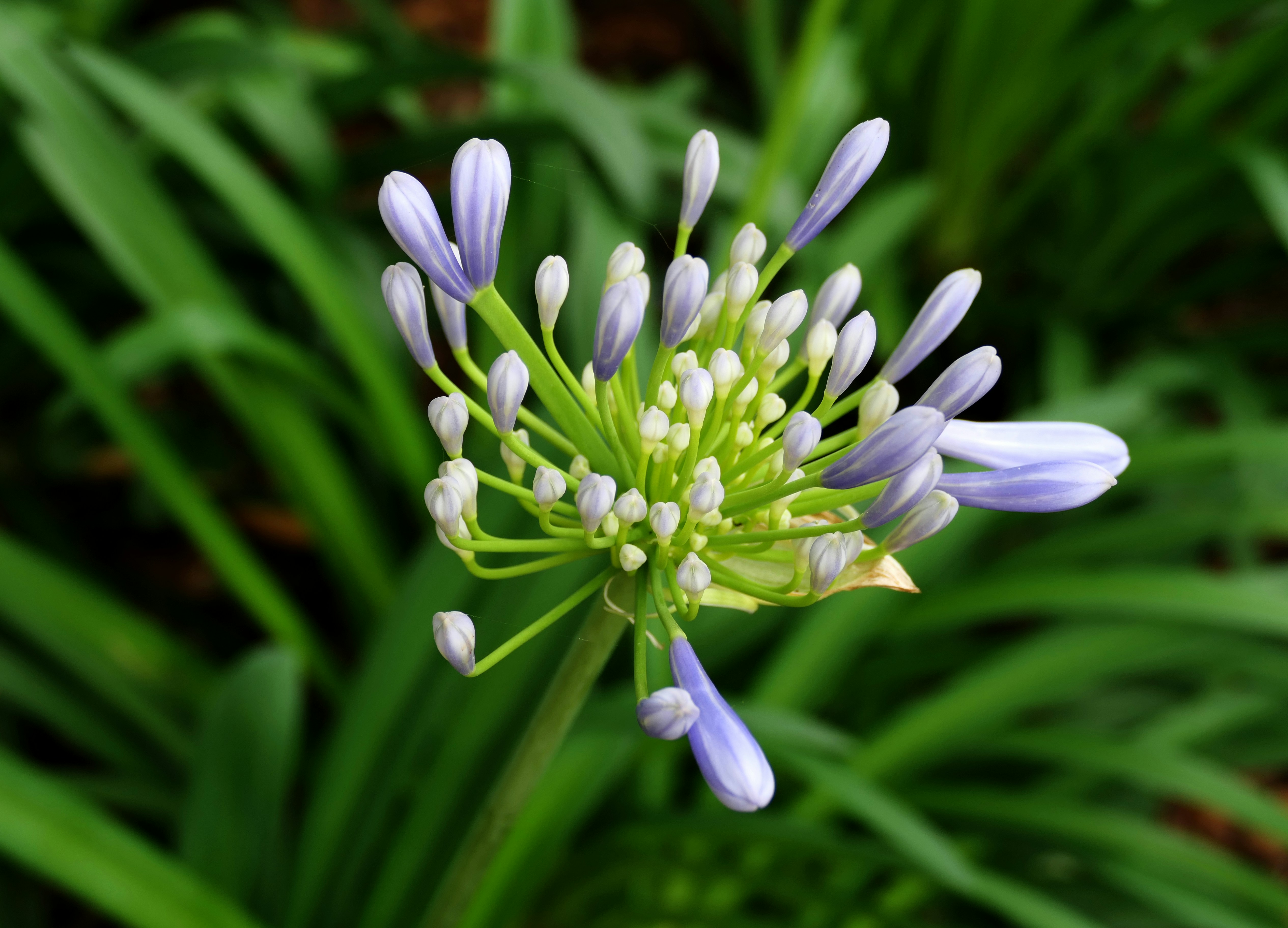 African lily in full bloom