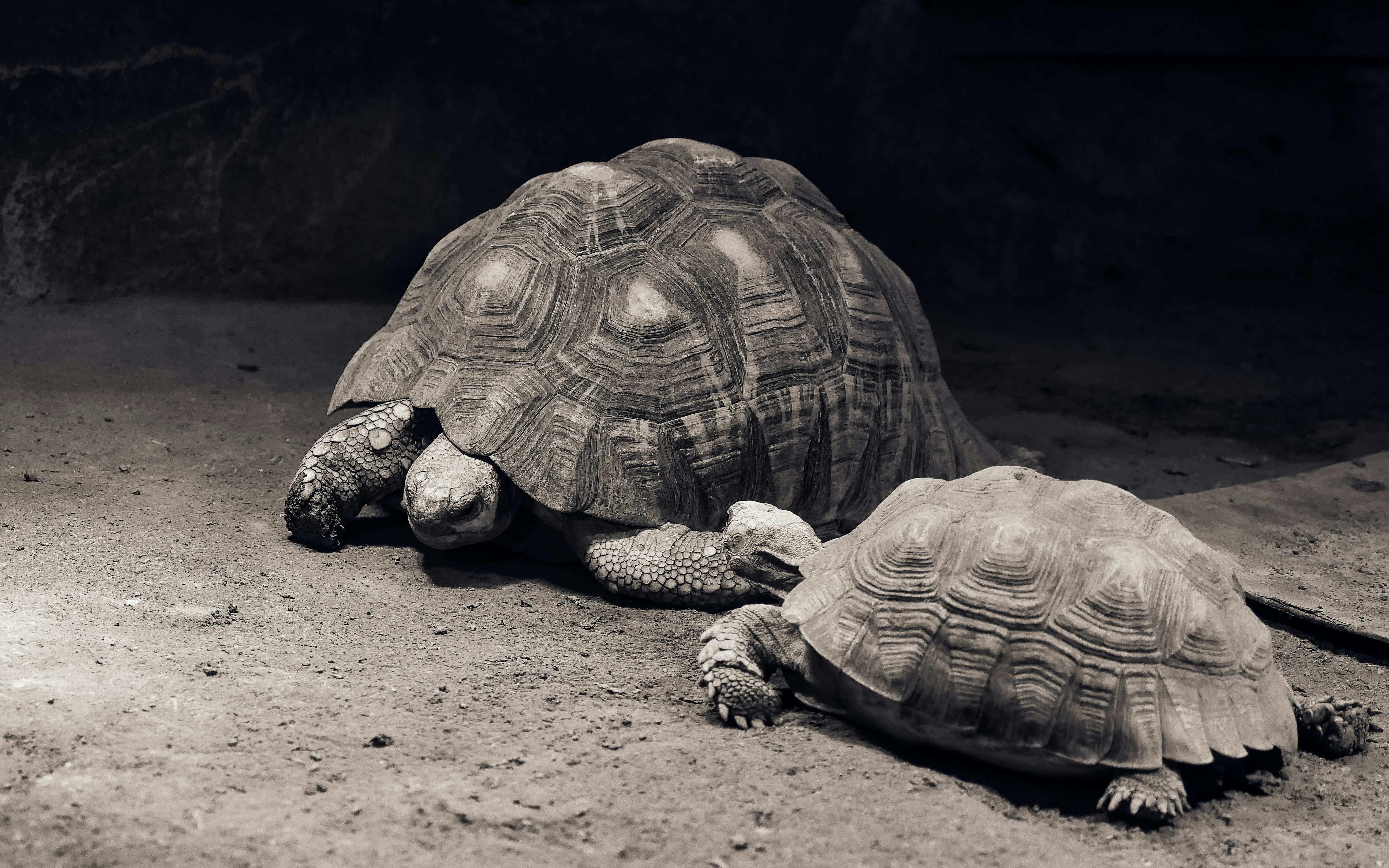 Two tortoises resting on sandy ground