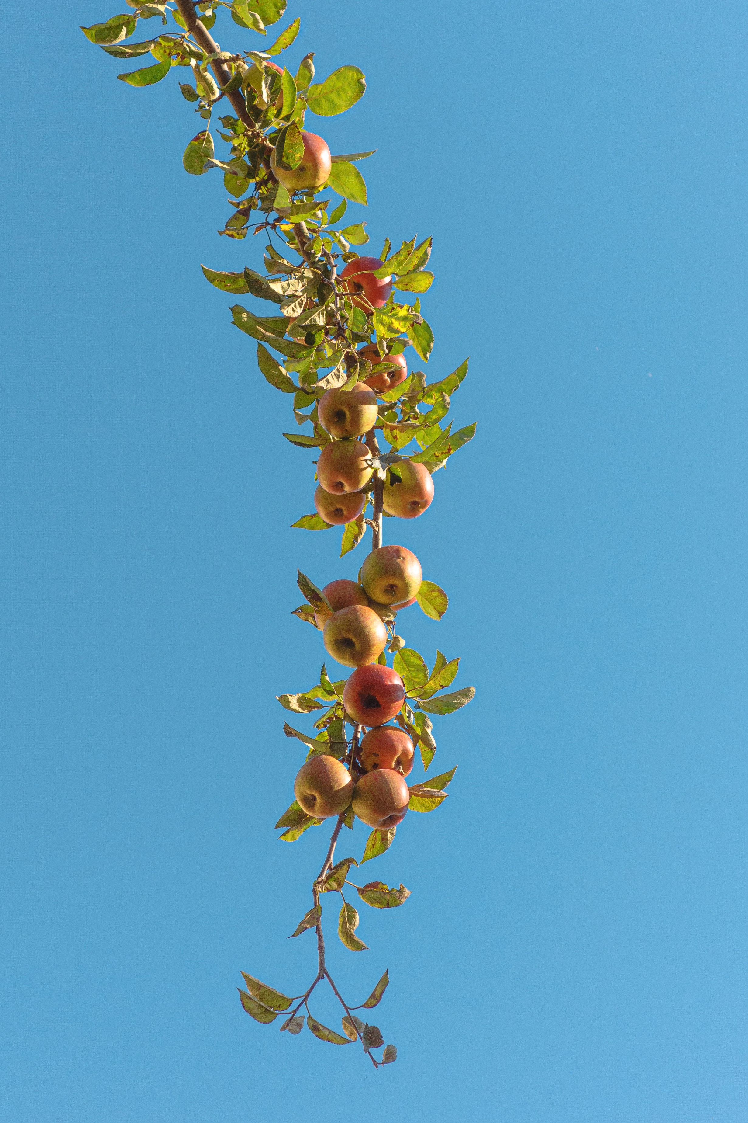 Harvesting Nature's Gems: A Cascade of Apples