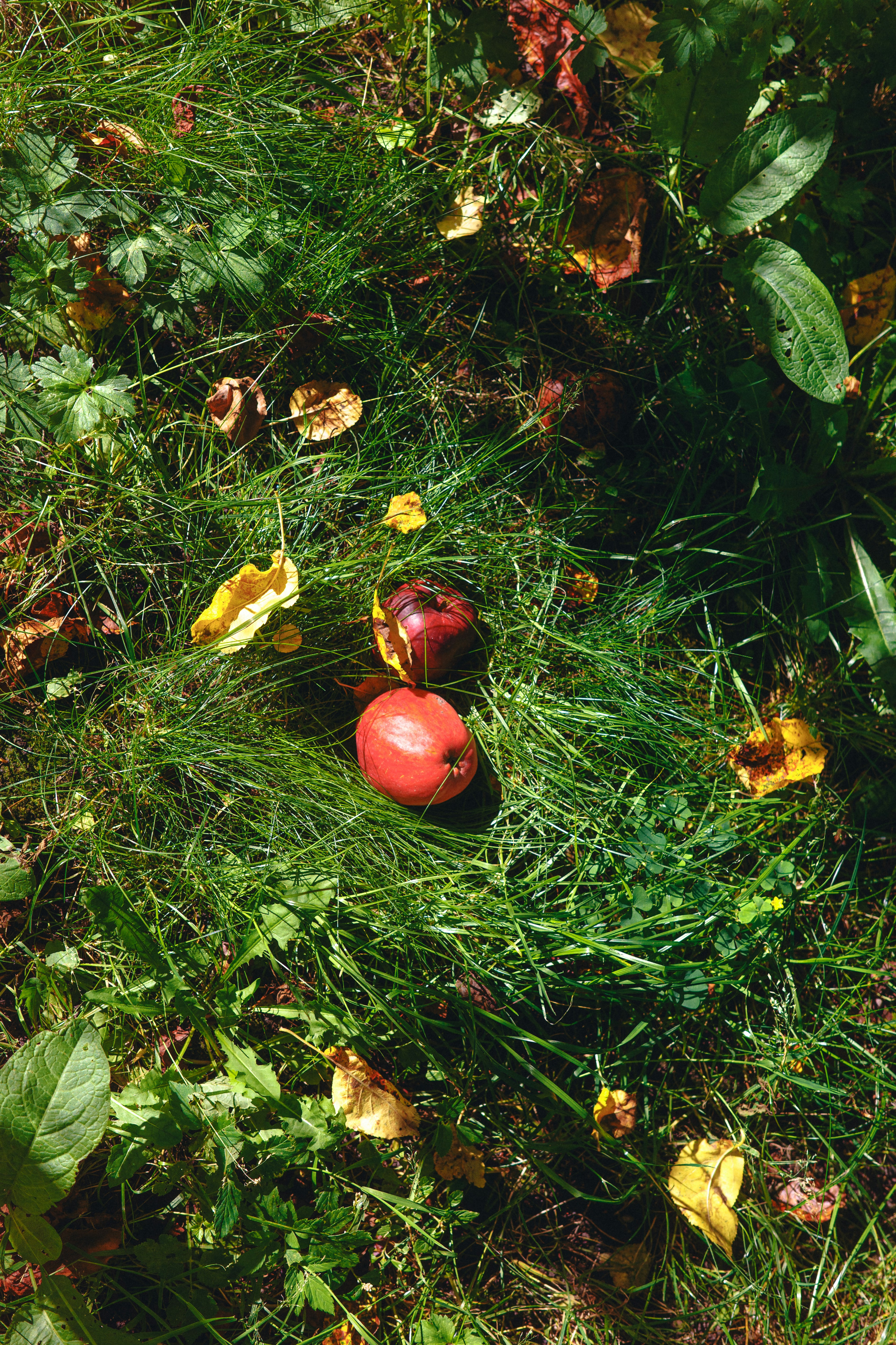 Crimson Apples Quietly Nestled in Autumn Grass