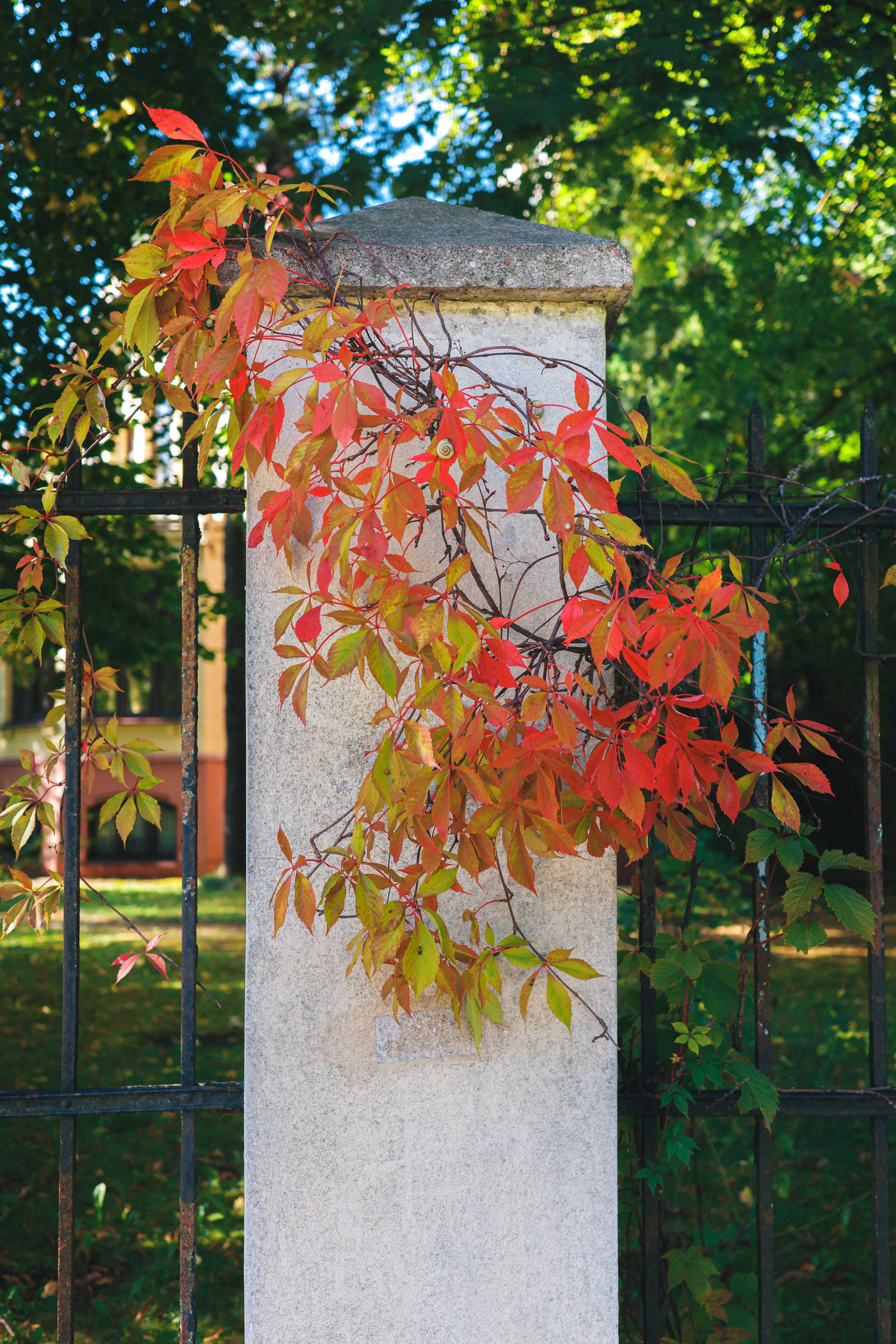 Vibrant autumn leaves climbing a stone pillar. photo – Free Outdoor ...