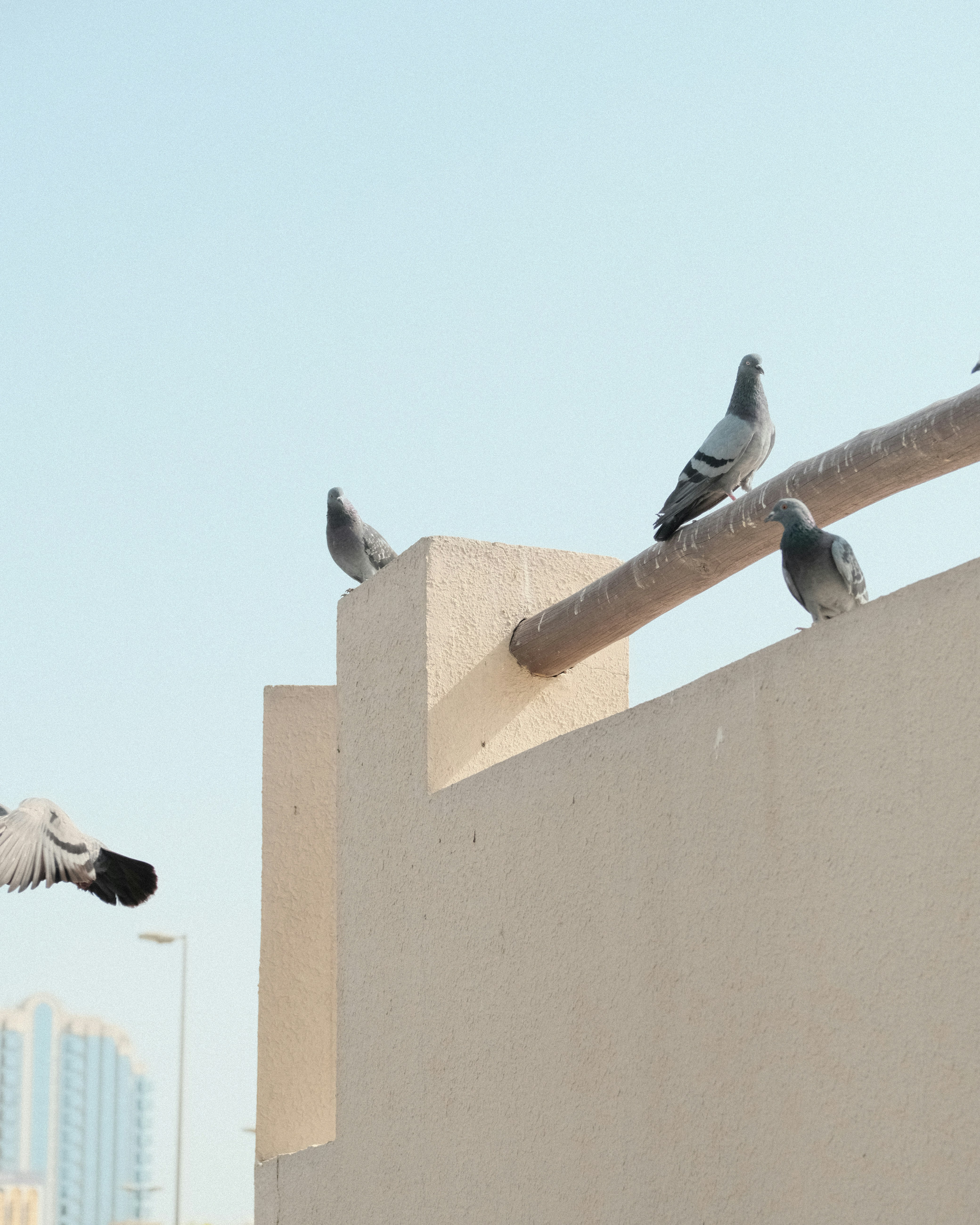 Urban Aviators: A Moment in Flight