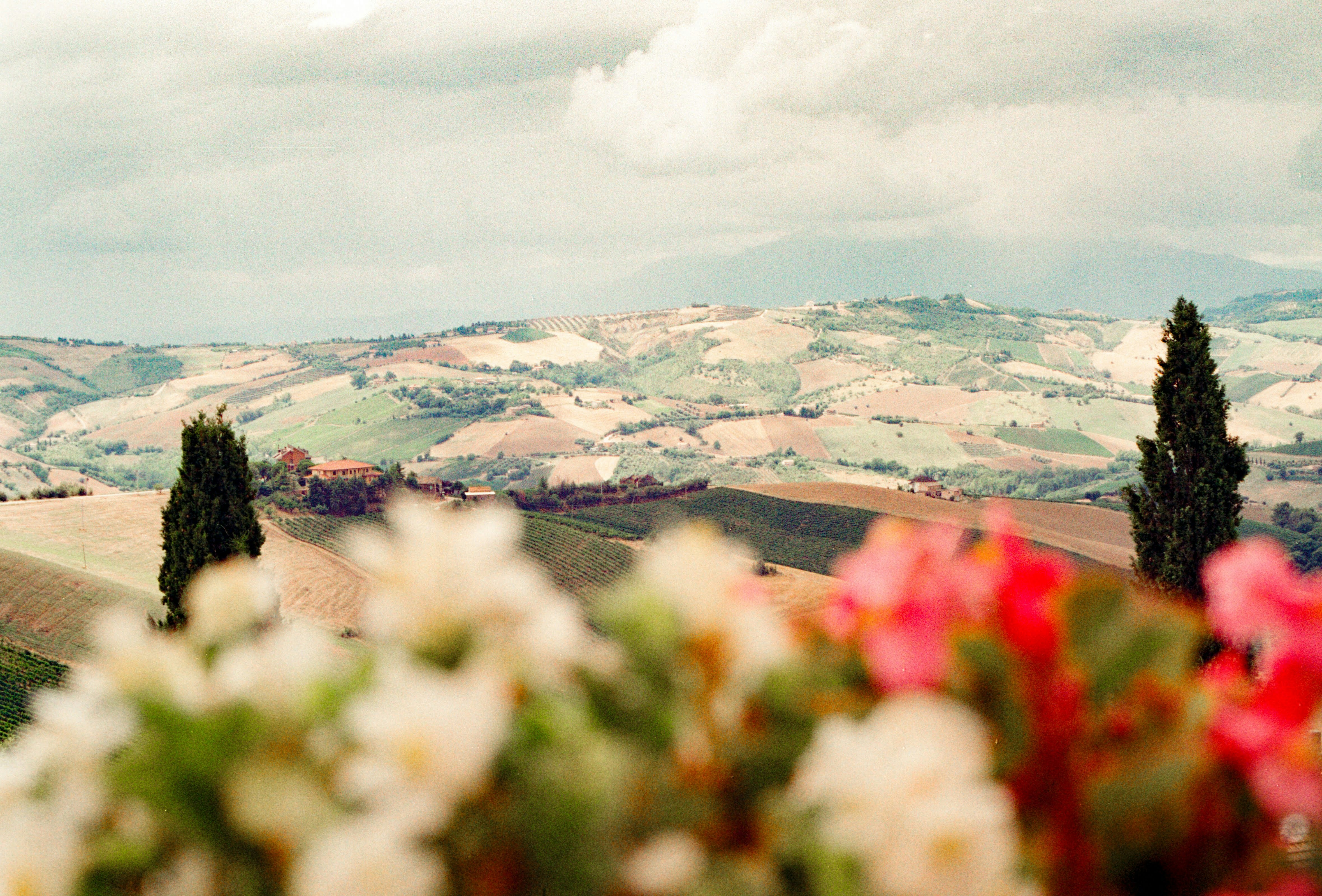 Rolling hills with cypress trees and flowers
