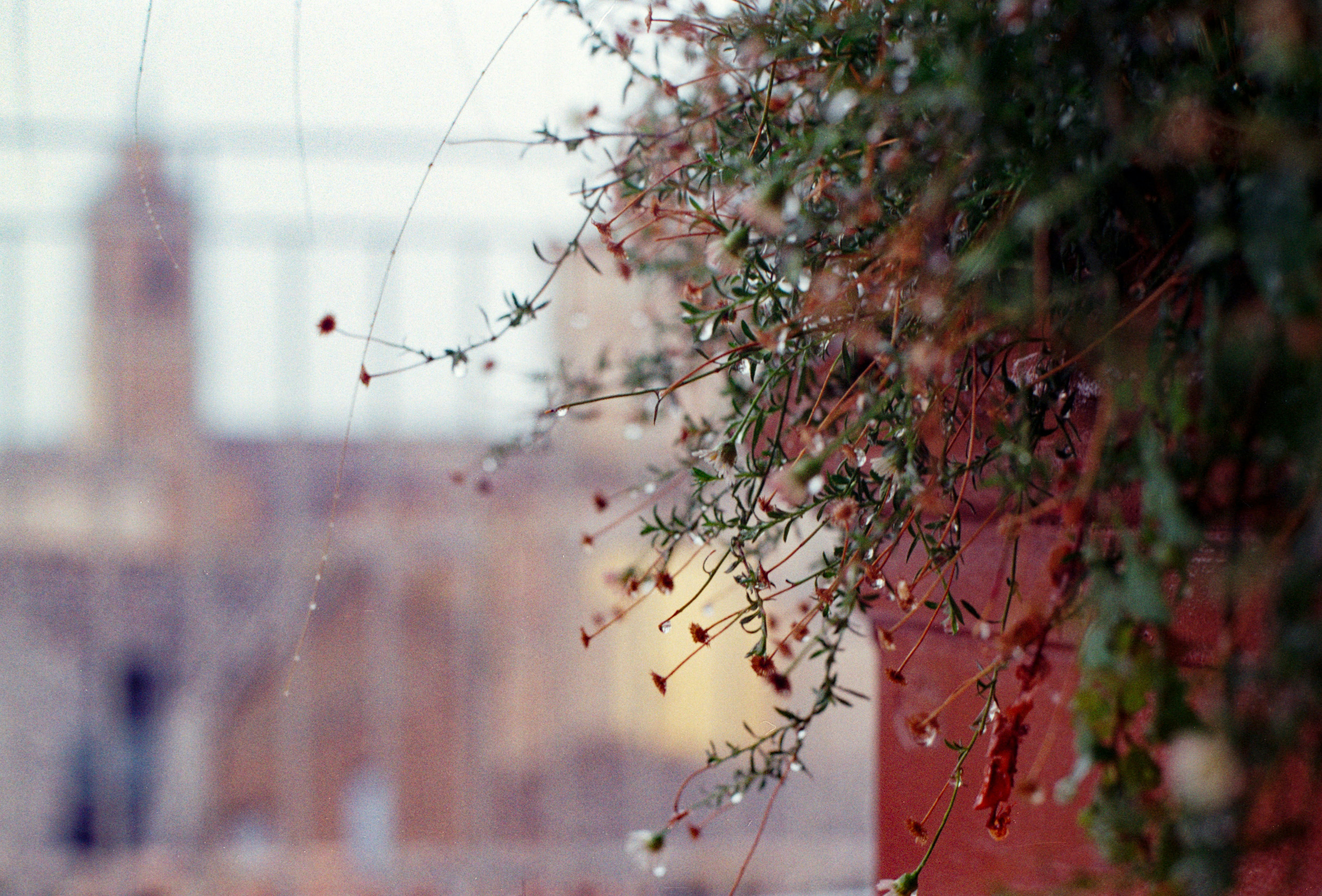 Whispers of Nature Amidst Urban Echoes