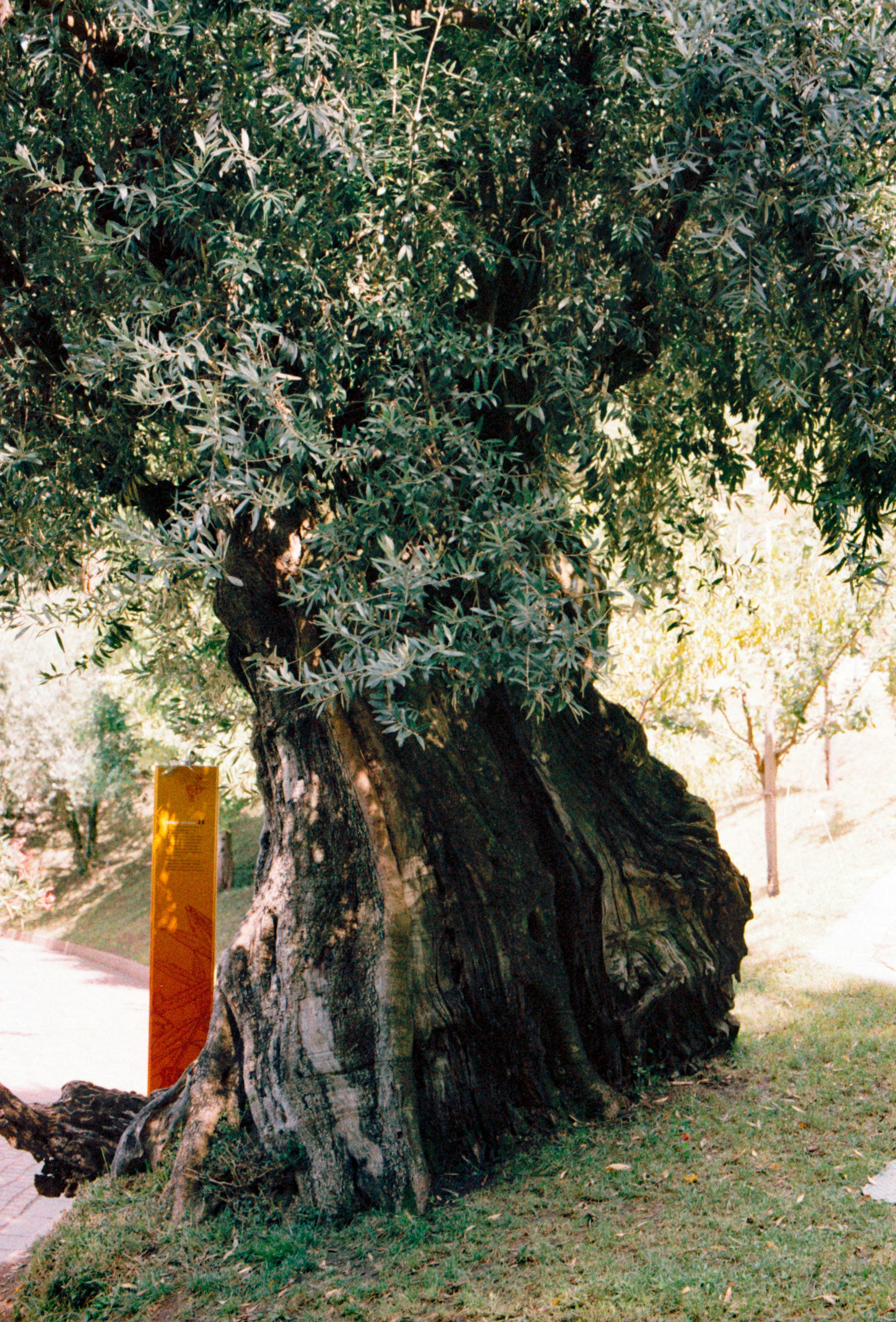 Whispers of Time: The Ancient Olive Tree
