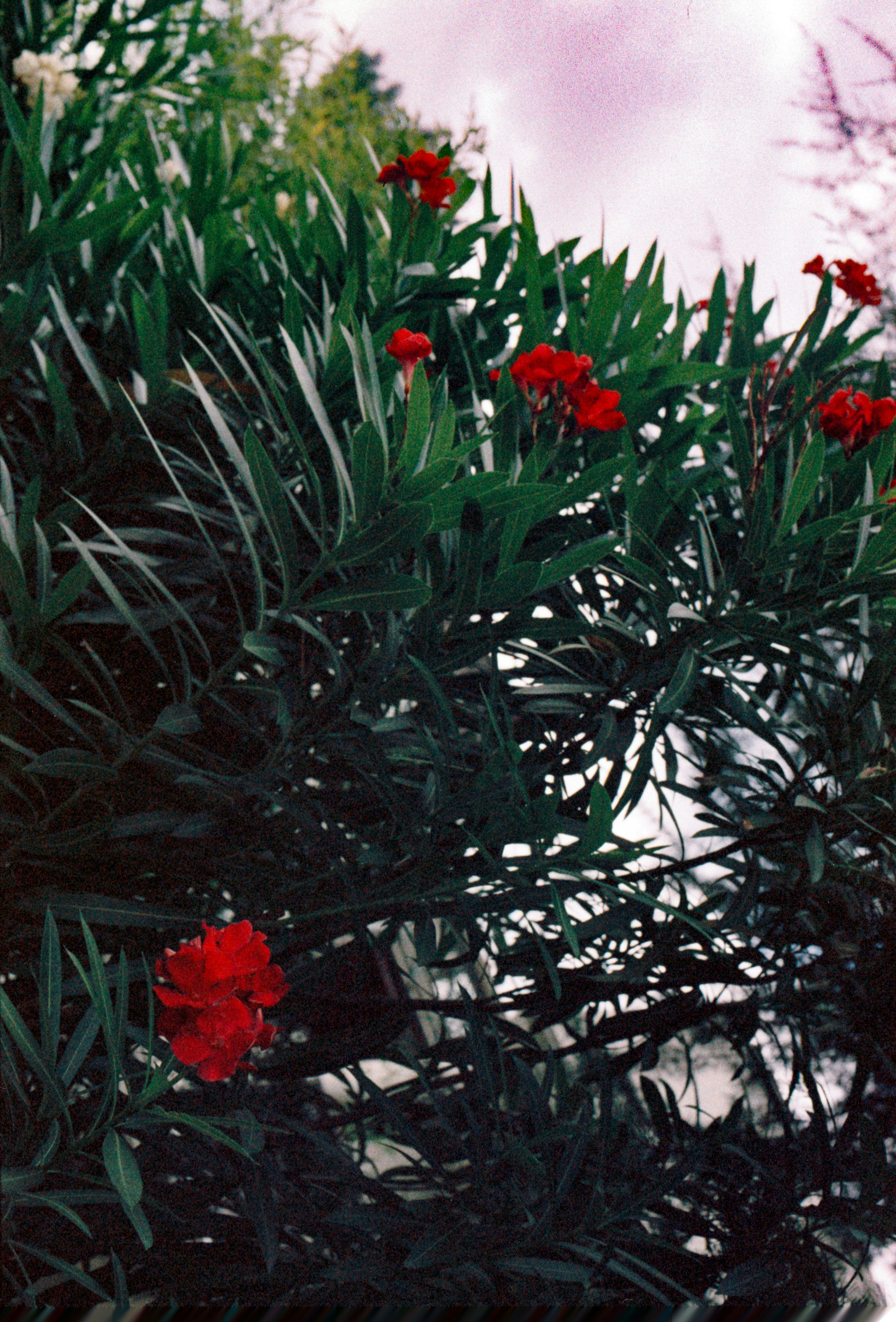 Vibrant Blooms Amidst Lush Greenery