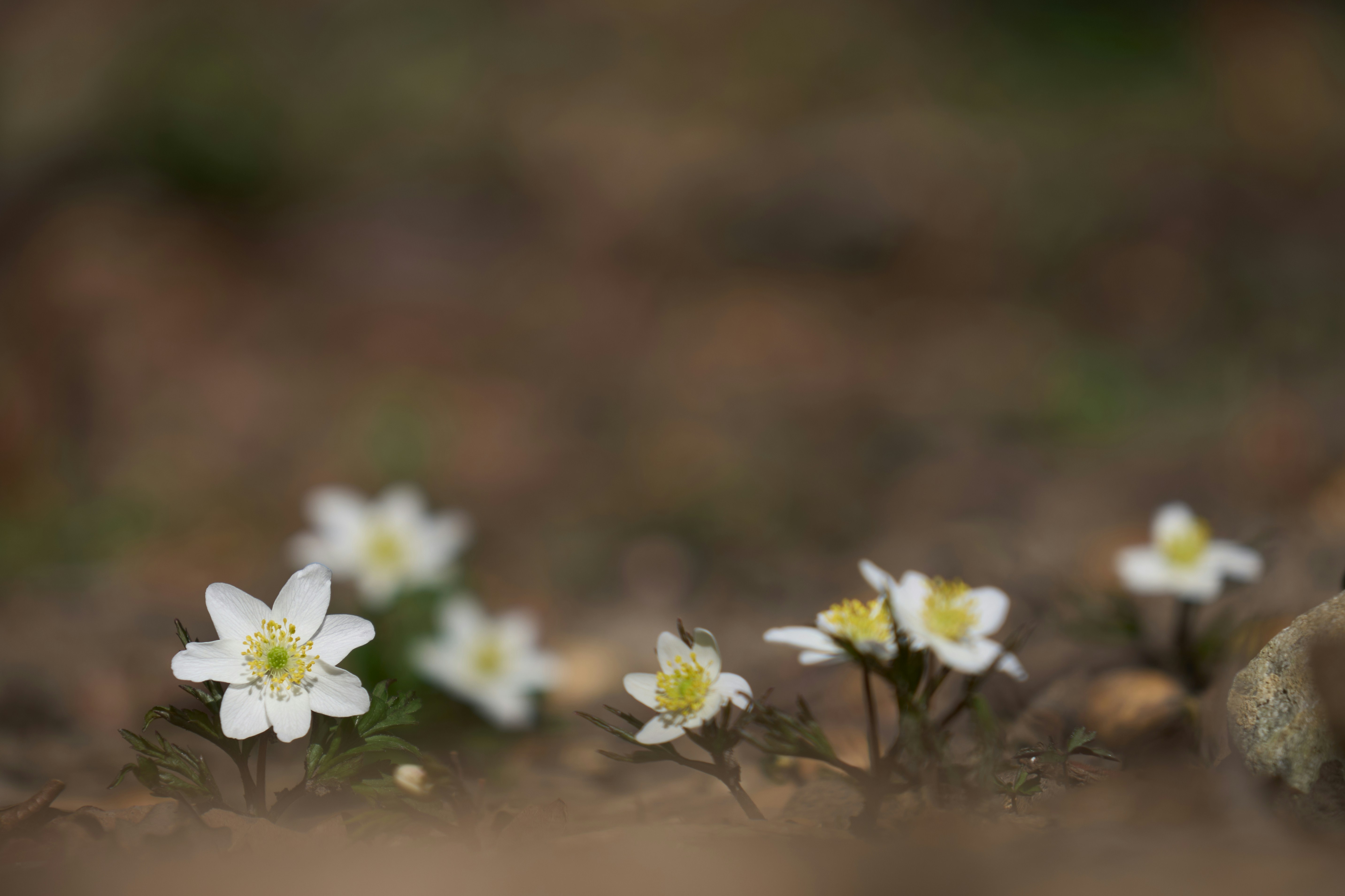 Petals in Focus: A Quiet Macro Moment on the Forest Floor