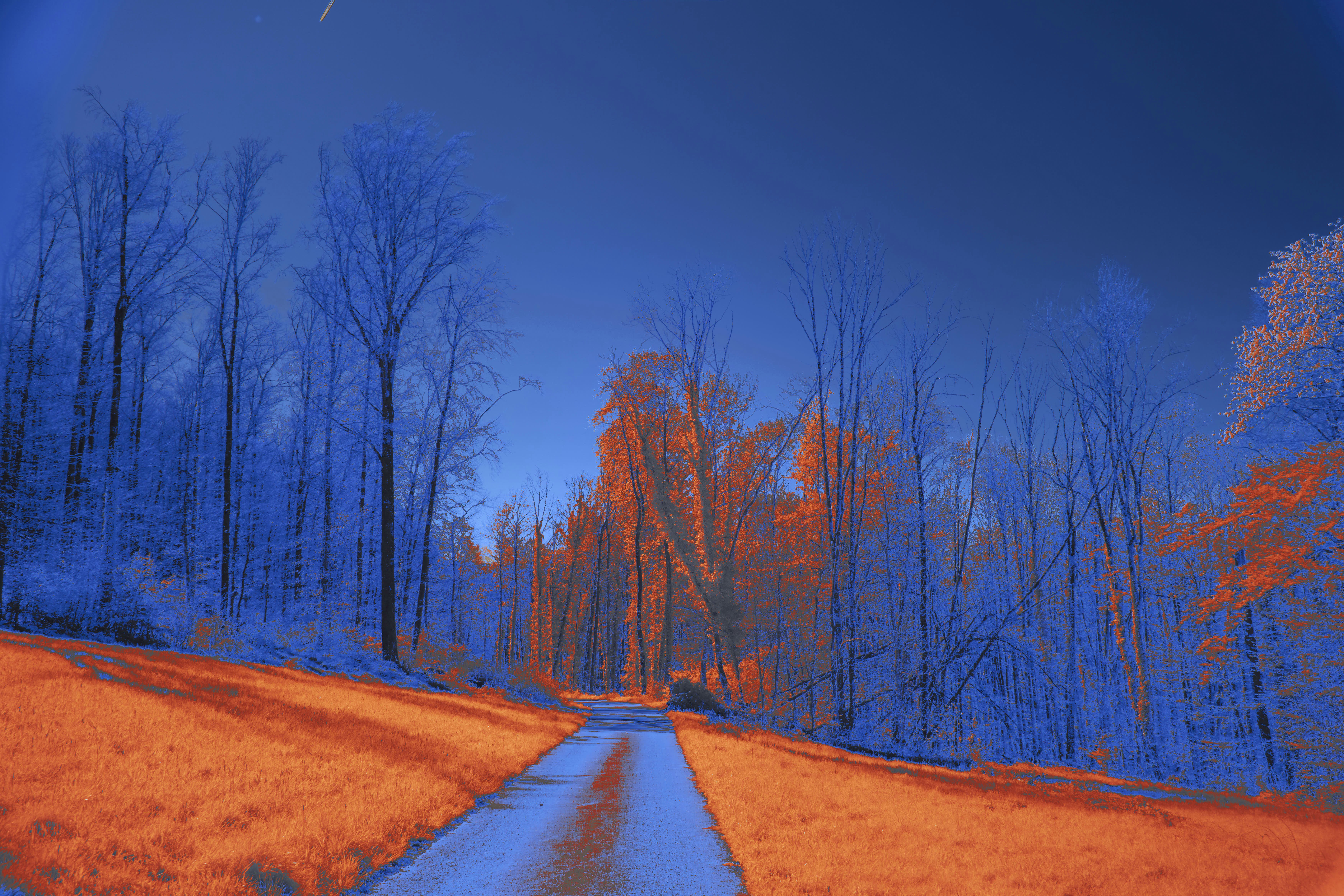 Pathway Through an Ethereal Forest