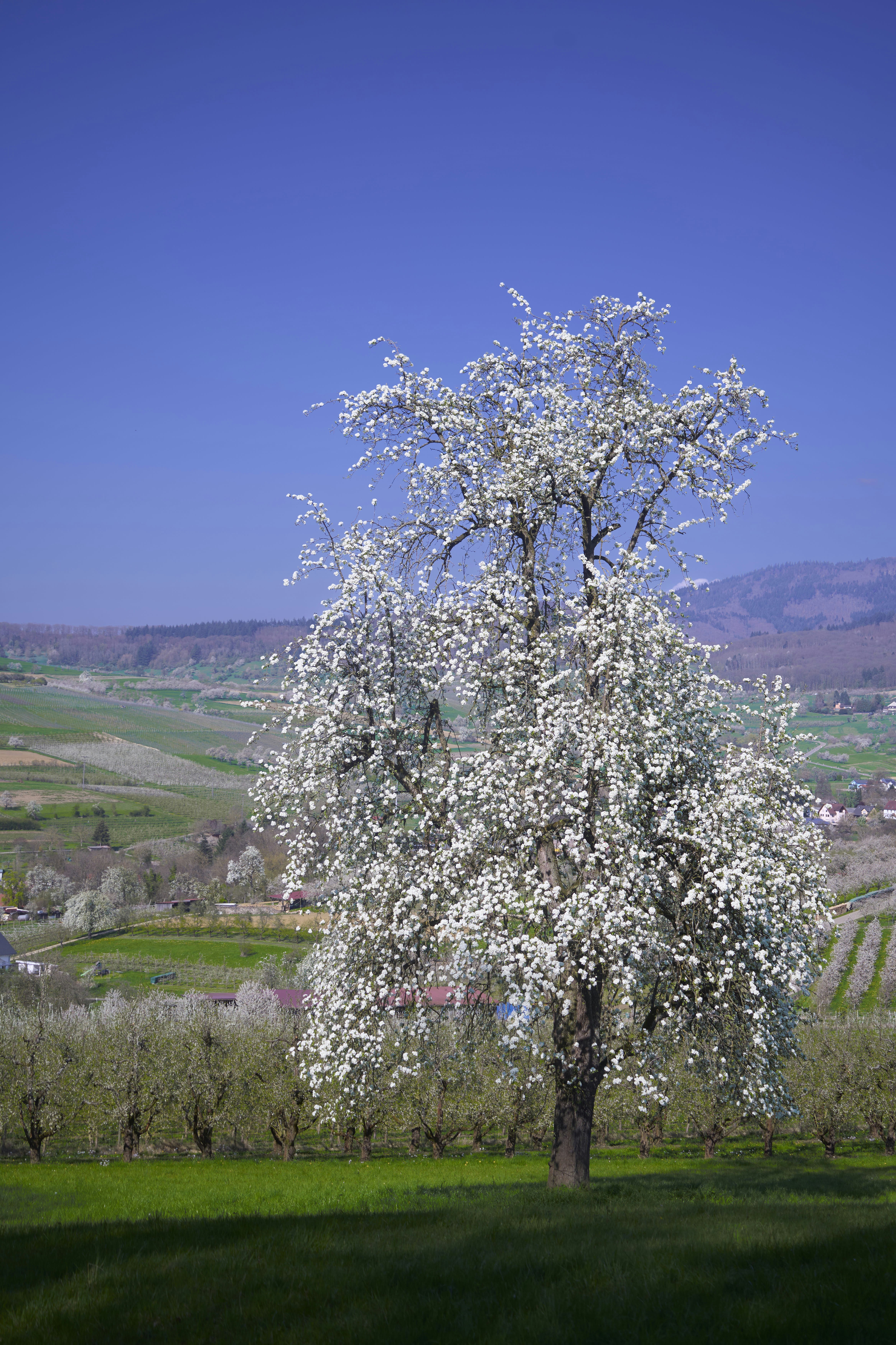 A white blooming tree stands tall in a green field.