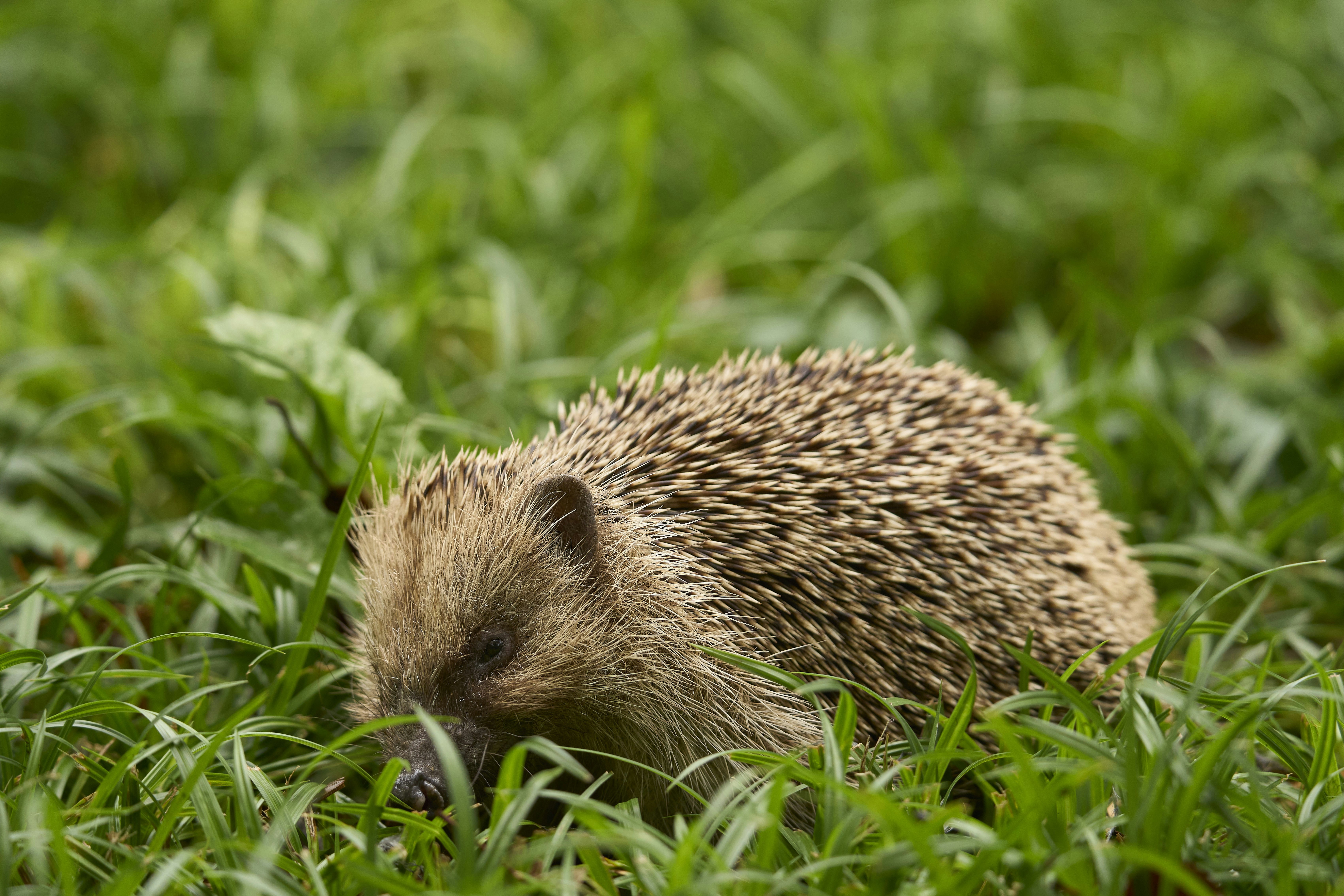 Hedgehog Amid the Emerald Grasses