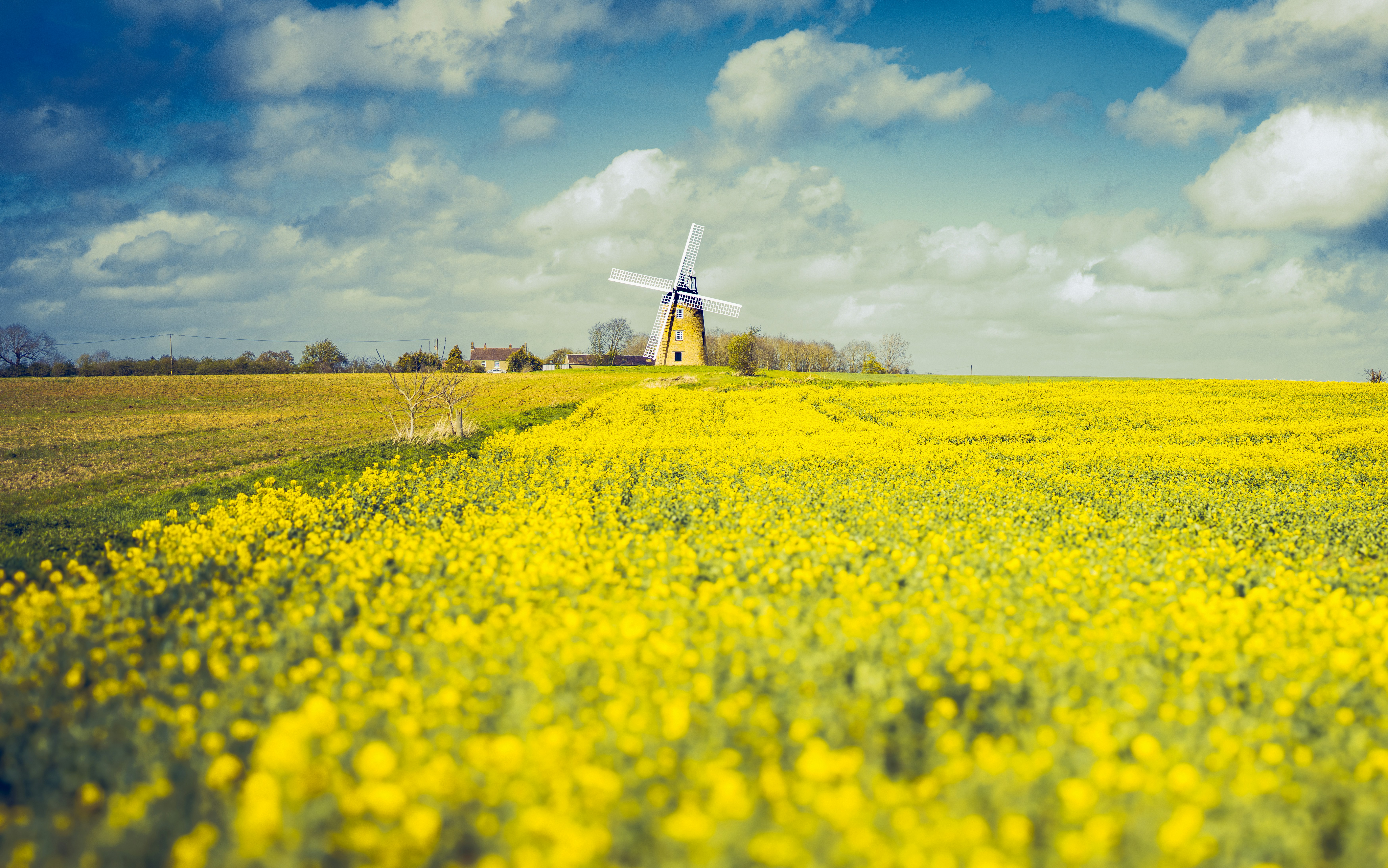 Yellow field with windmill under cloudy sky