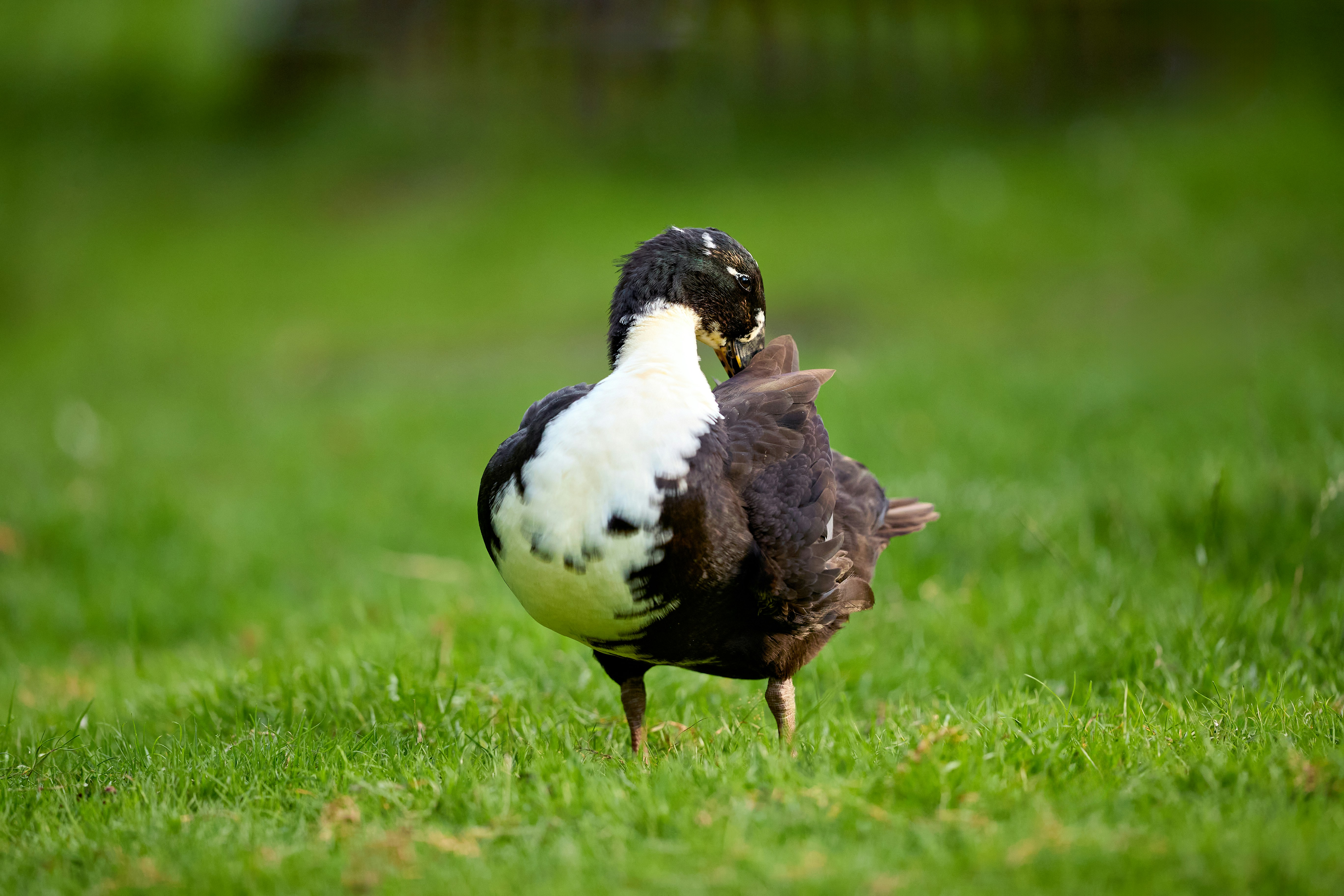 The Curious Feathered Groomer