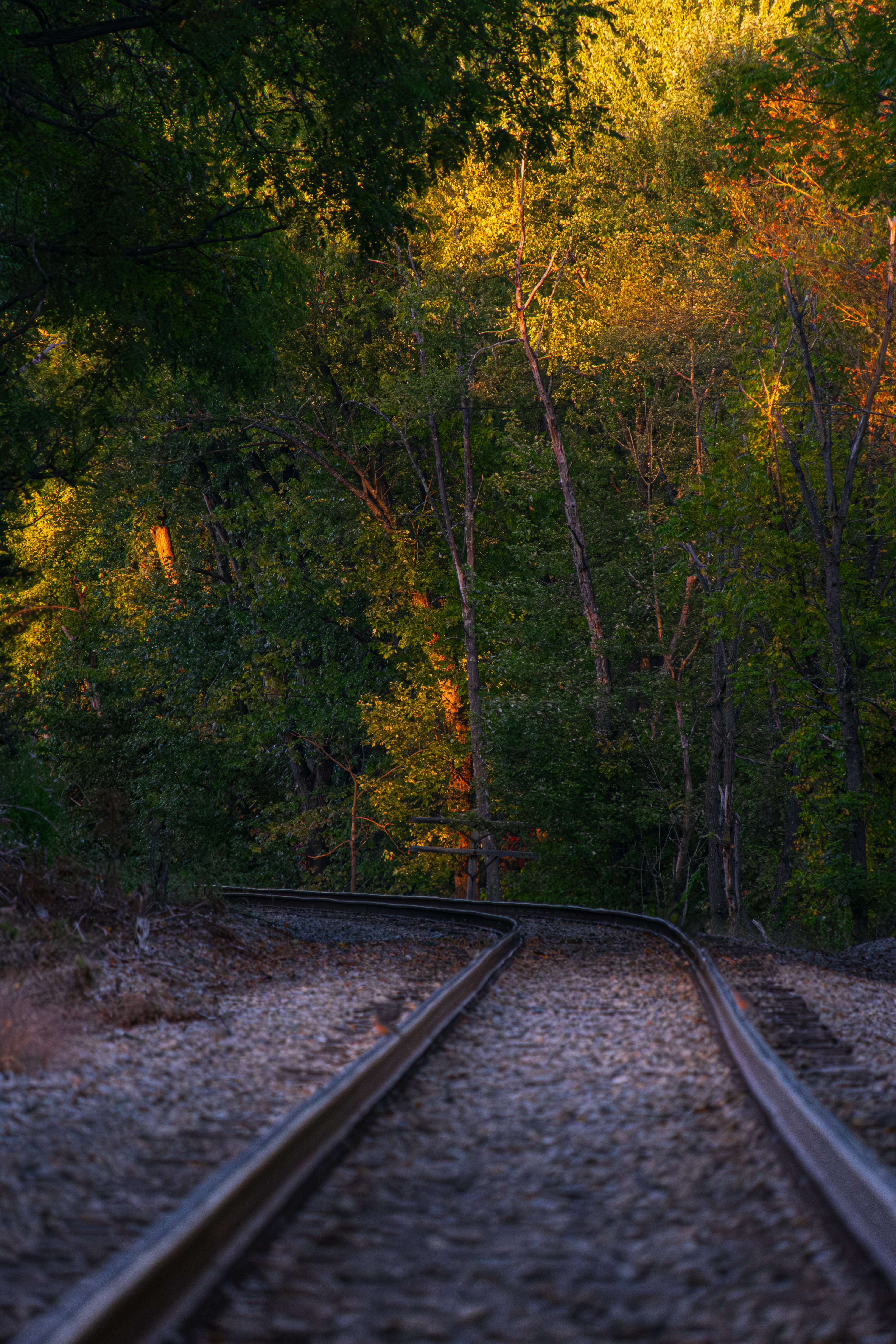 Whispers of the Iron Path